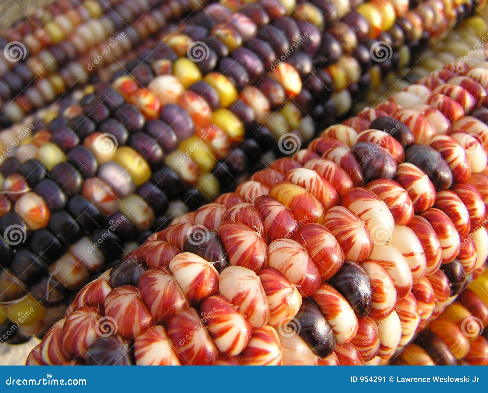 Indian Corn stock image. Image of season, colorful, pilgrims - 954291