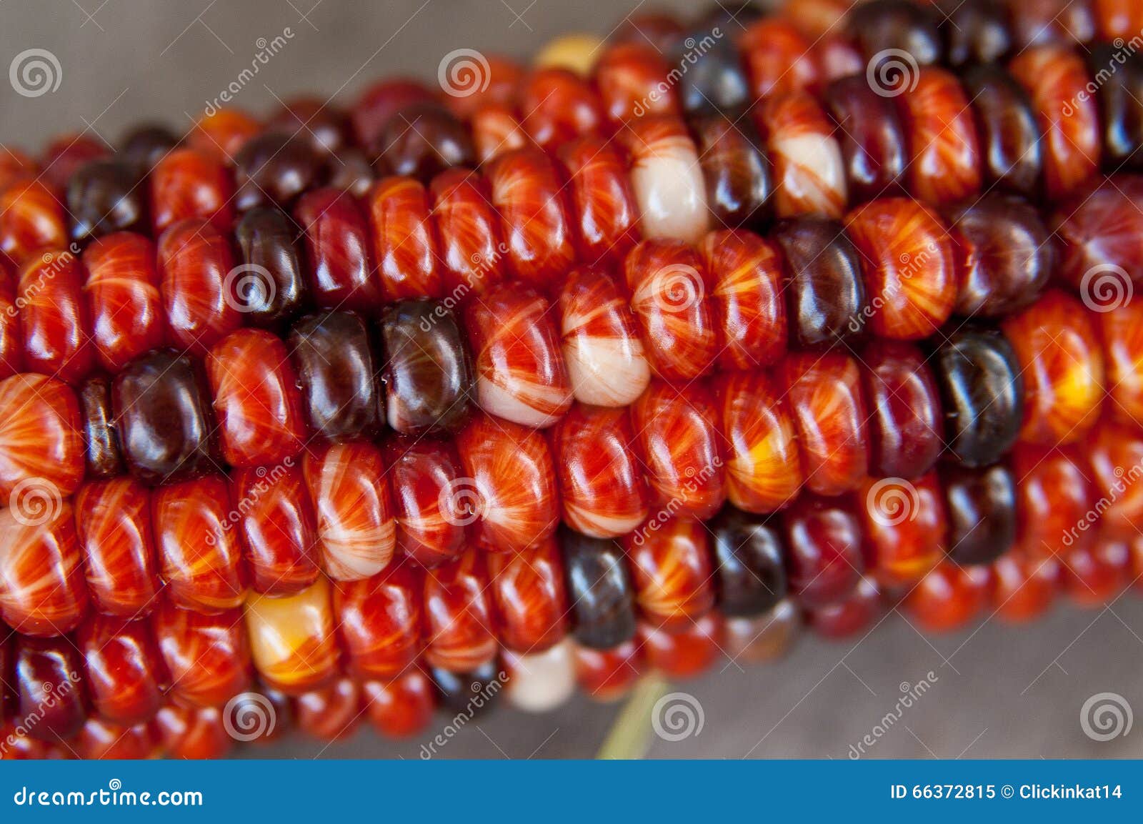 Indian Corn stock image. Image of white, yellow, goat - 66372815