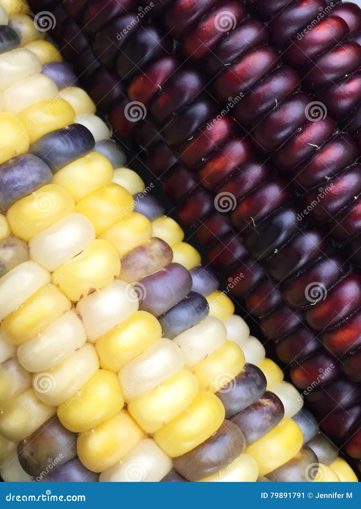 Indian corn stock image. Image of autumn, indian, fall - 79891791