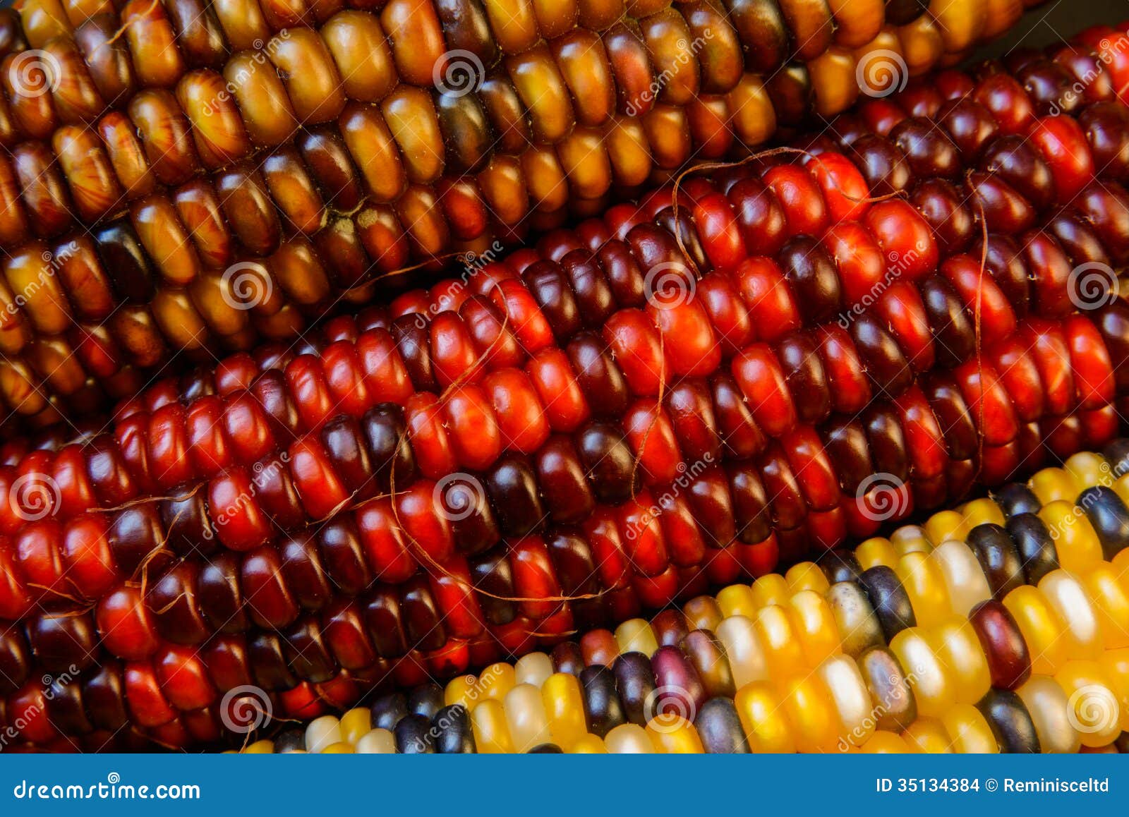 Indian corn stock photo. Image of colorful, kernels, rows - 35134384