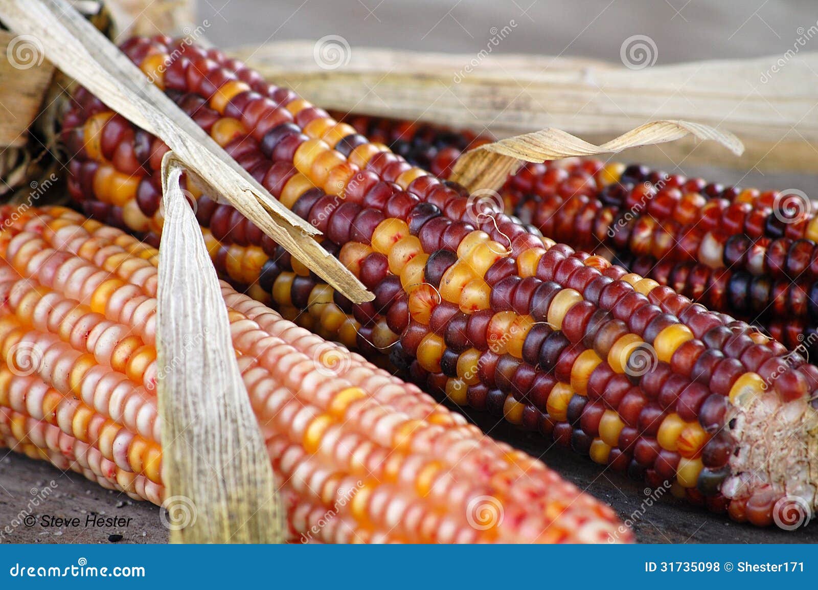 Indian corn stock photo. Image of colorful, orange, maize - 31735098