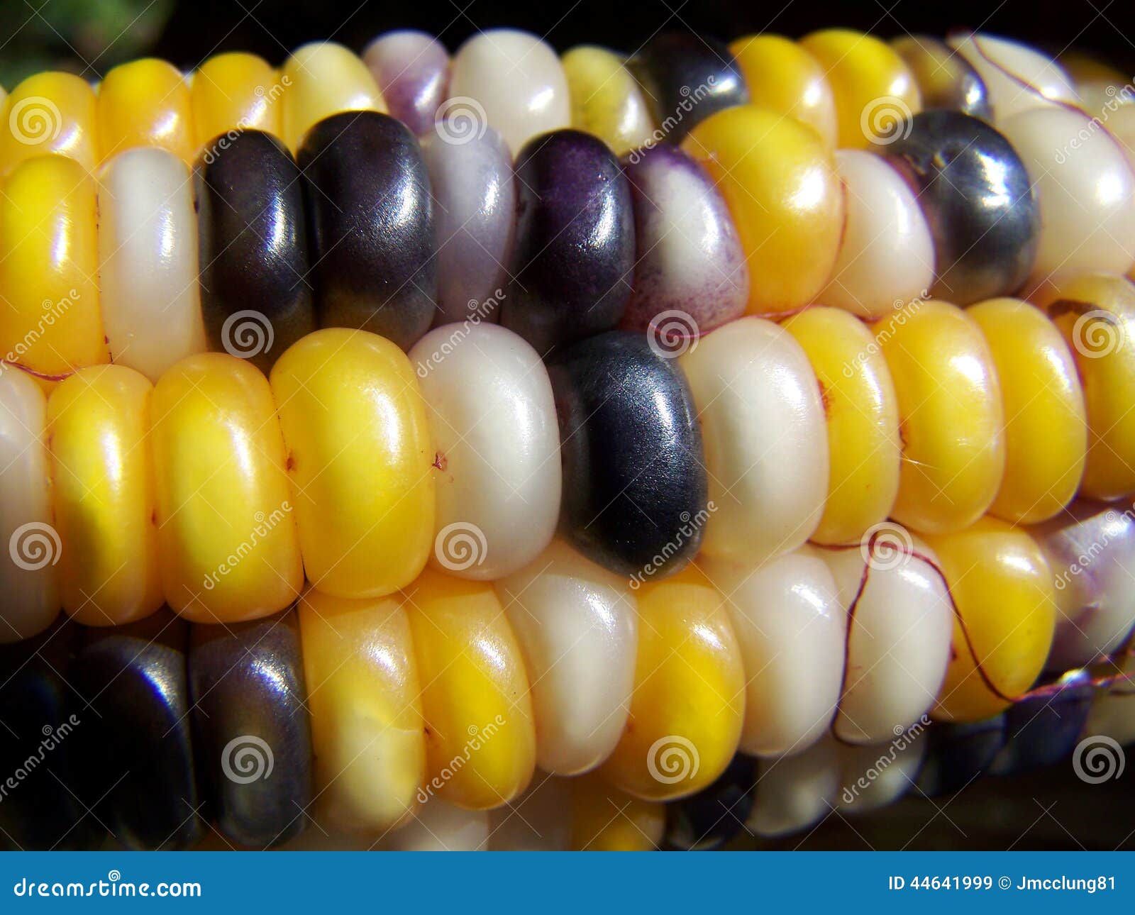 Indian corn close up stock image. Image of flint, multi - 44641999