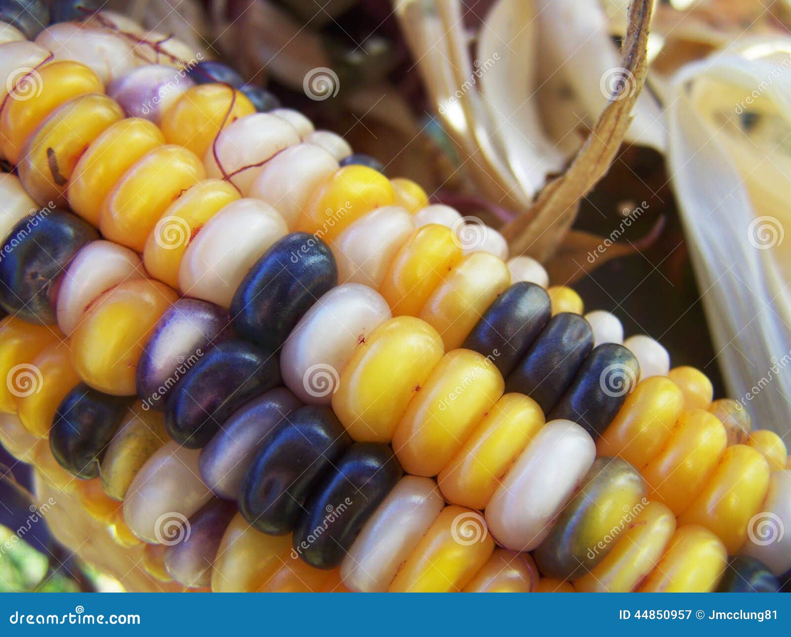 Indian corn close up stock image. Image of indurata, holiday - 44850957