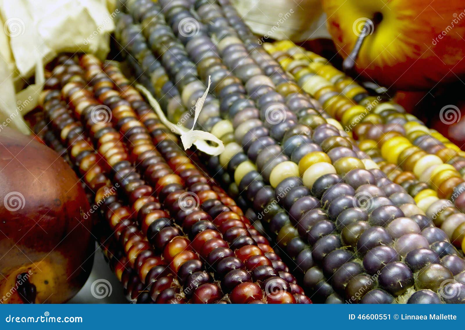 Indian Corn Cin Burgundy, Yellow, Brown and Grey, Stock Image - Image ...