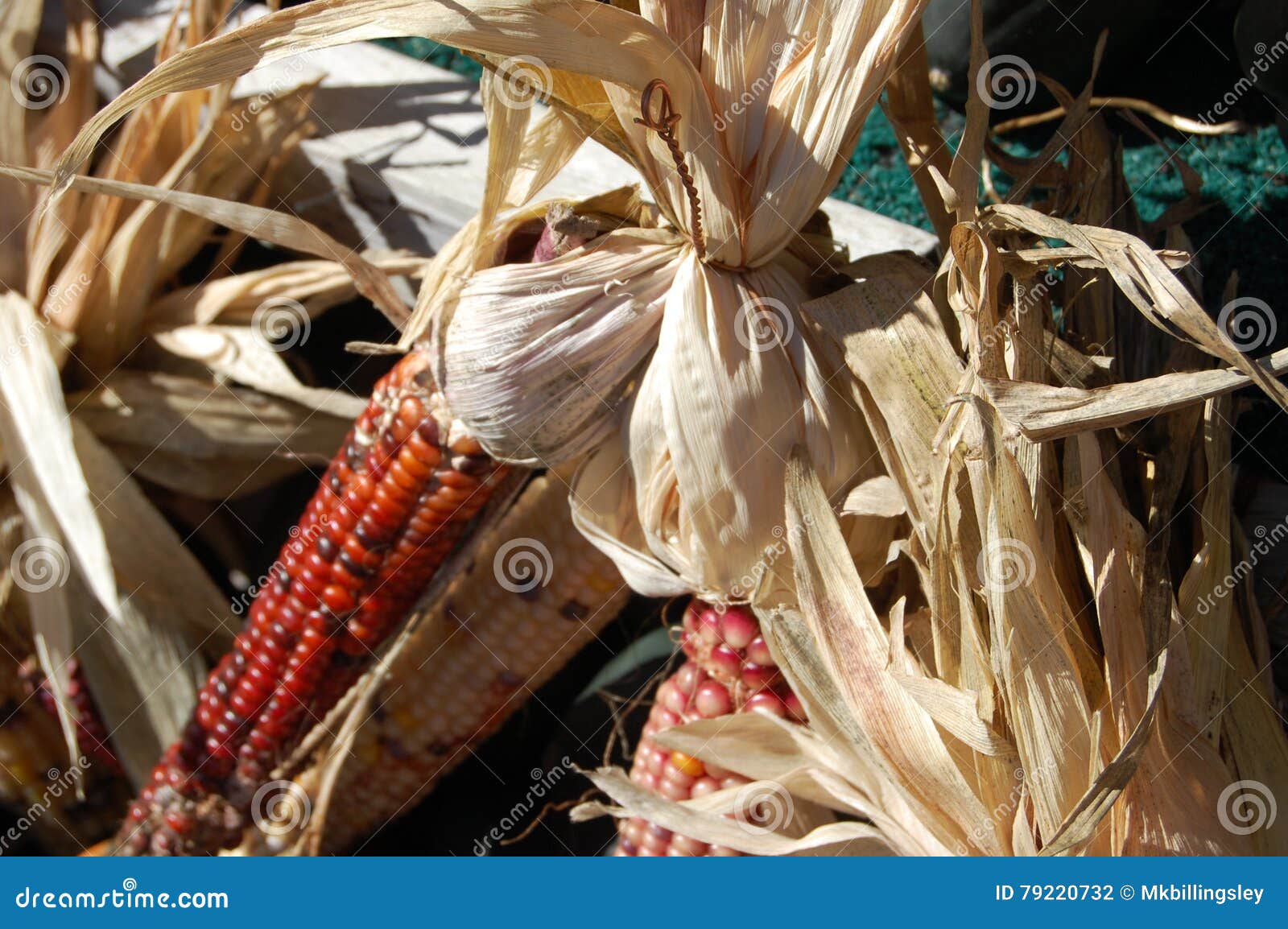 Indian corn stock photo. Image of white, orange, cluster - 79220732