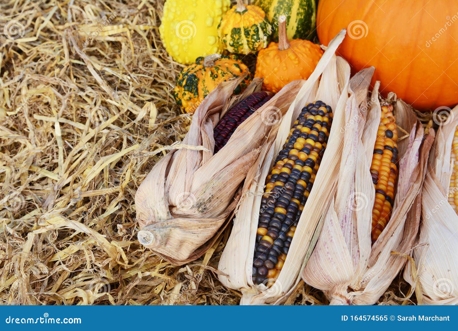 Indian Corn Cobs with Fall Ornamental Gourds and a Pumpkin Stock Image ...