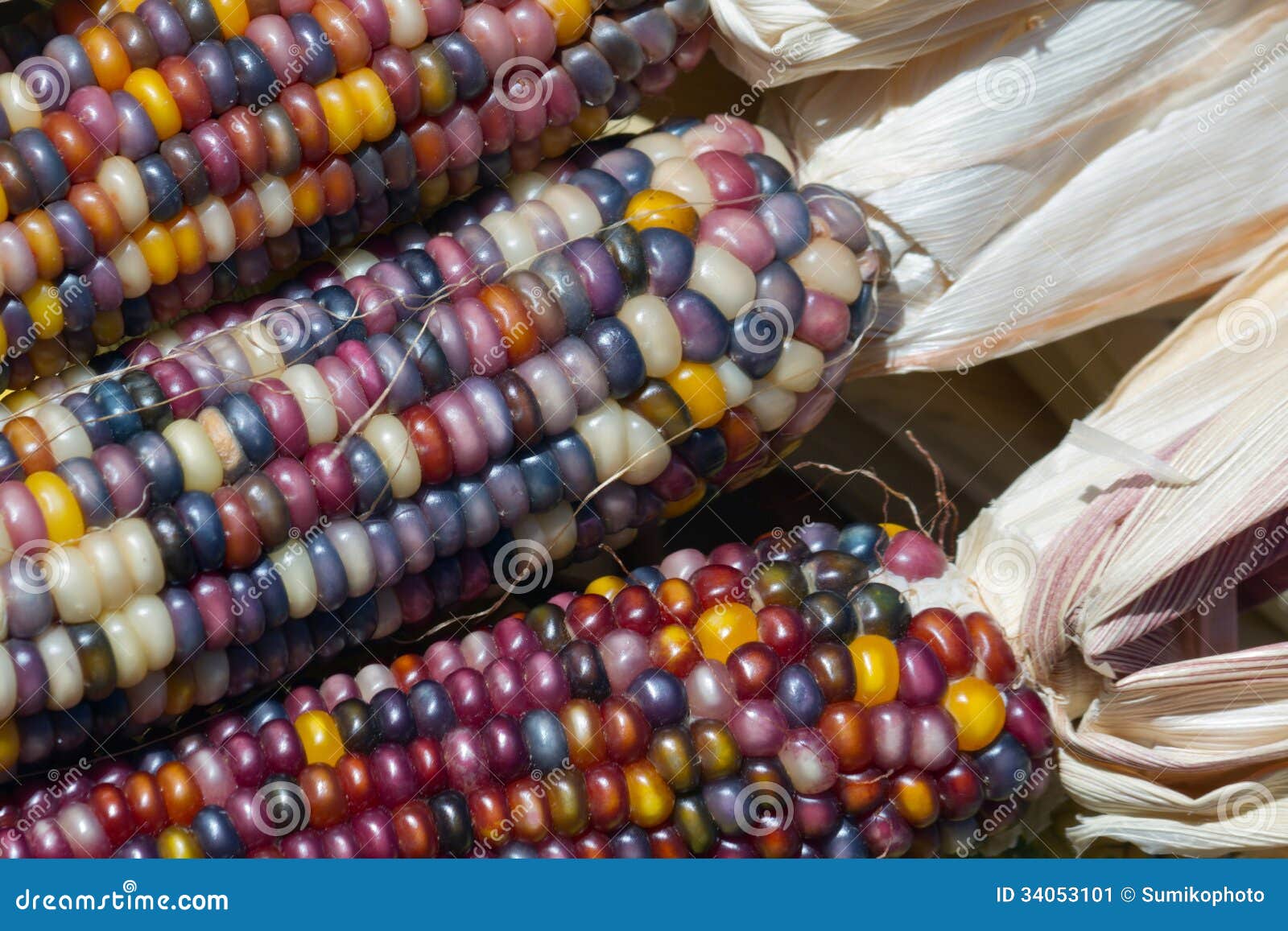 Indian Corn stock image. Image of decoration, culture - 34053101