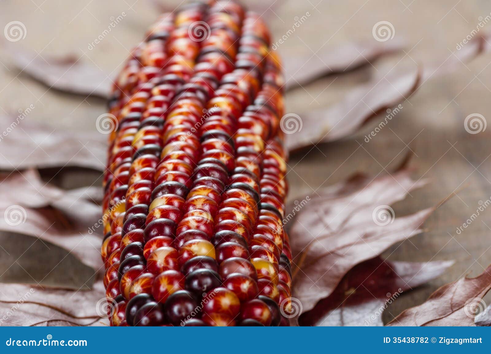 Indian Corn Colorful for Decoration Stock Photo - Image of leaves ...
