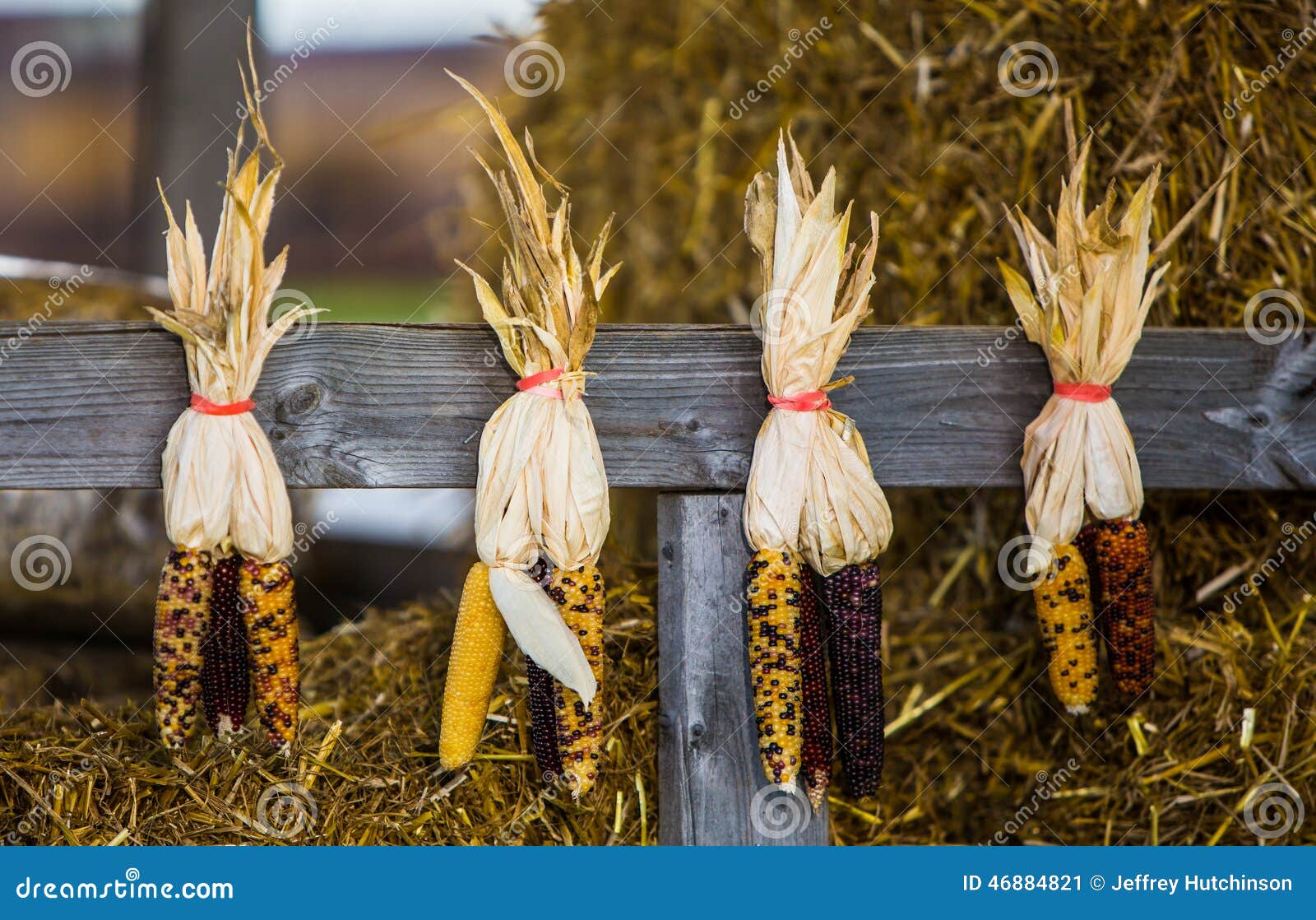 Indian corn stock image. Image of gourds, overhead, pumpkins - 46884821