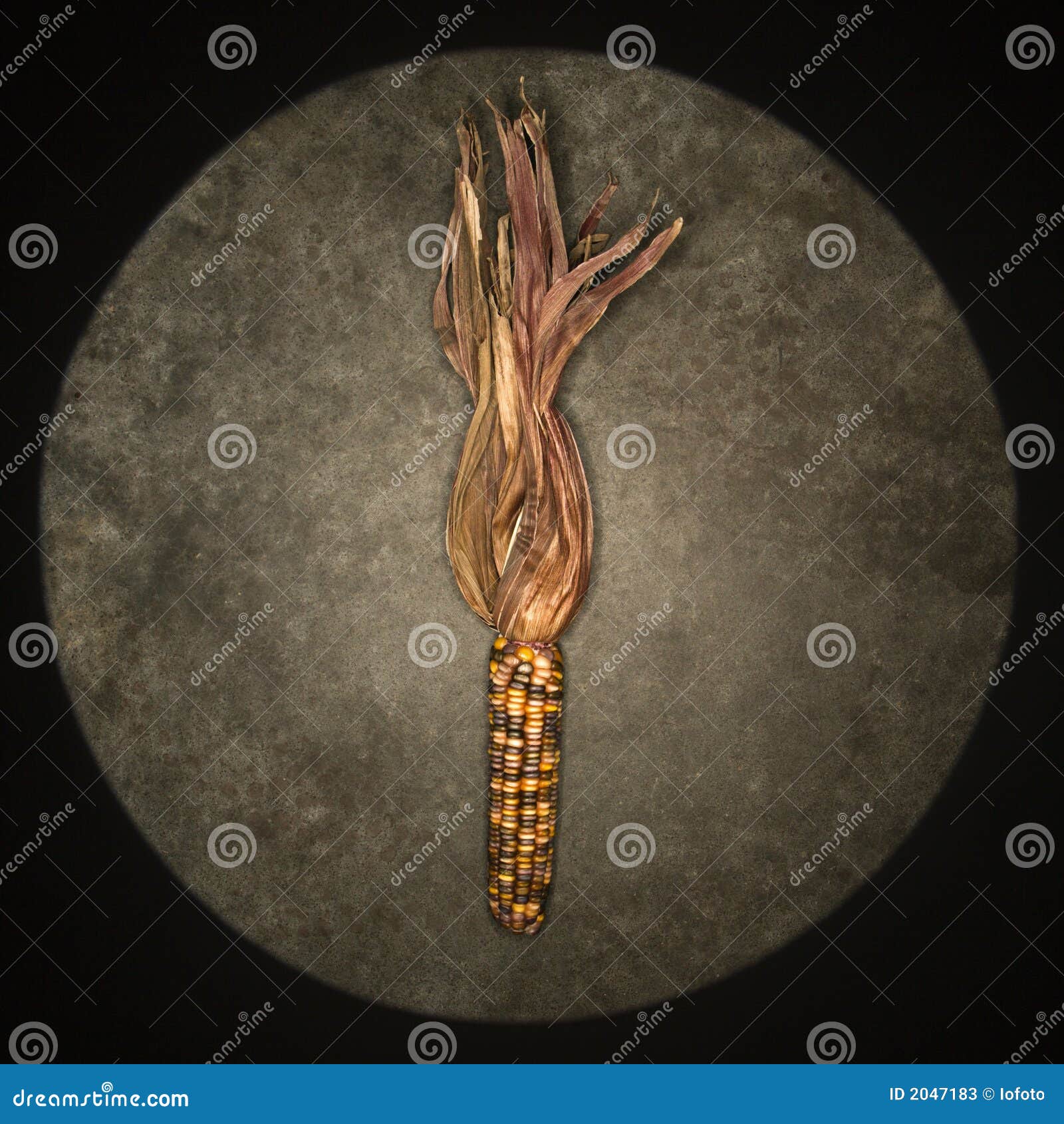 Indian corn on concrete stock image. Image of nature, colored - 2047183