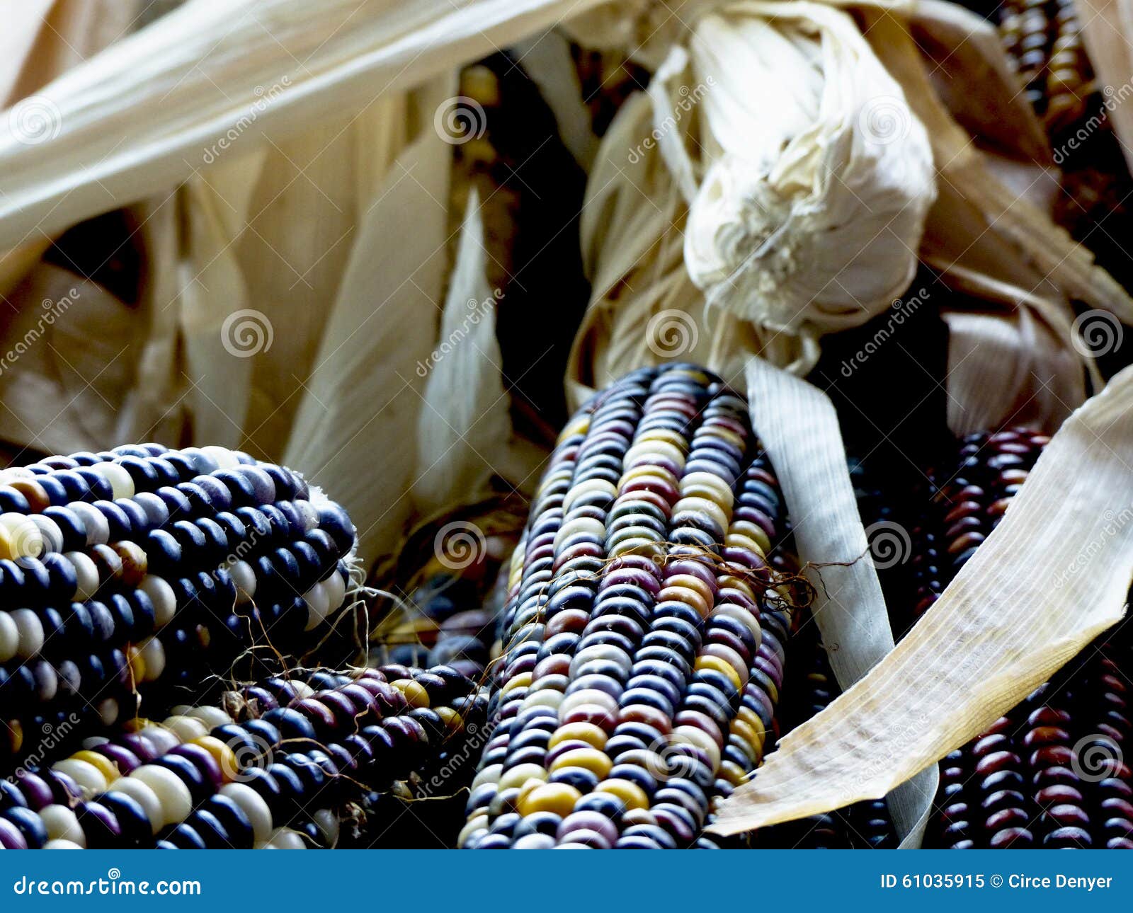 Indian Corn stock image. Image of kernaled, corn, fall - 61035915
