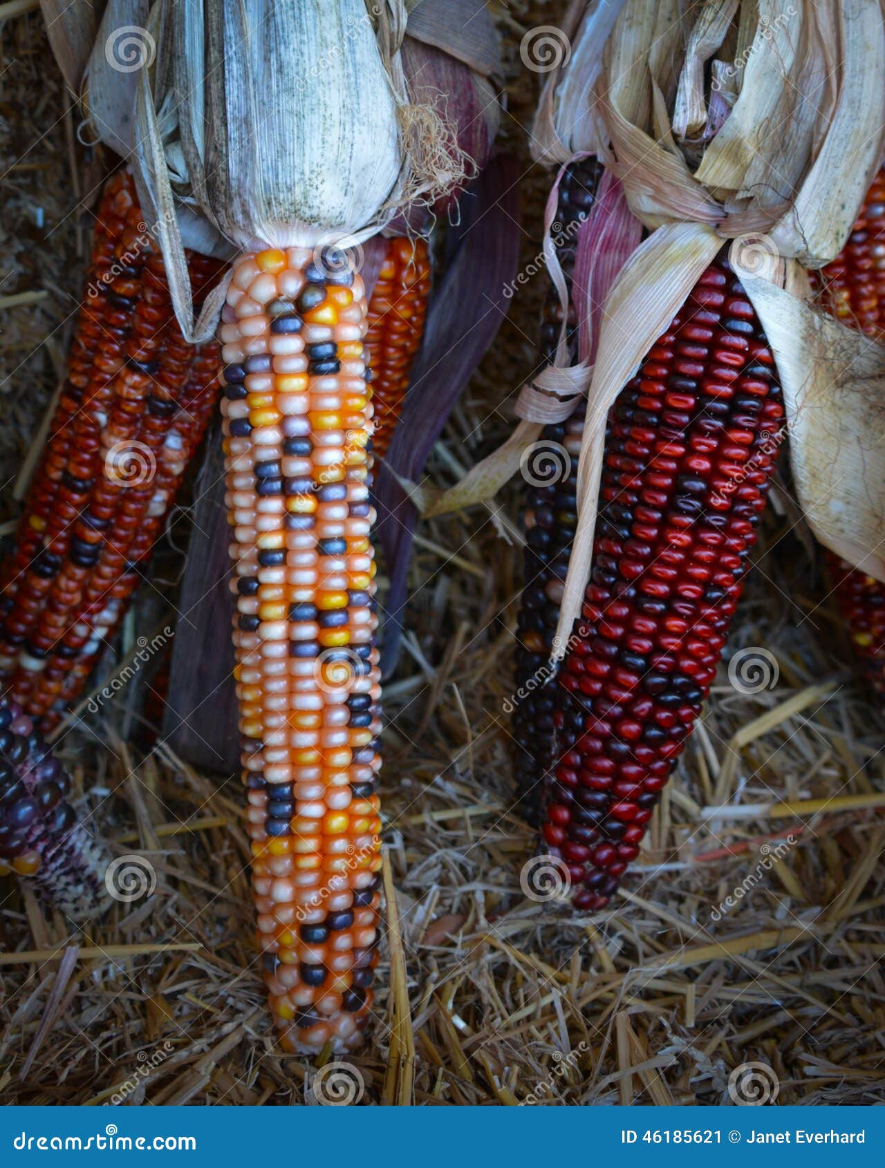 Indian Corn Display stock image. Image of husks, garden - 46185621