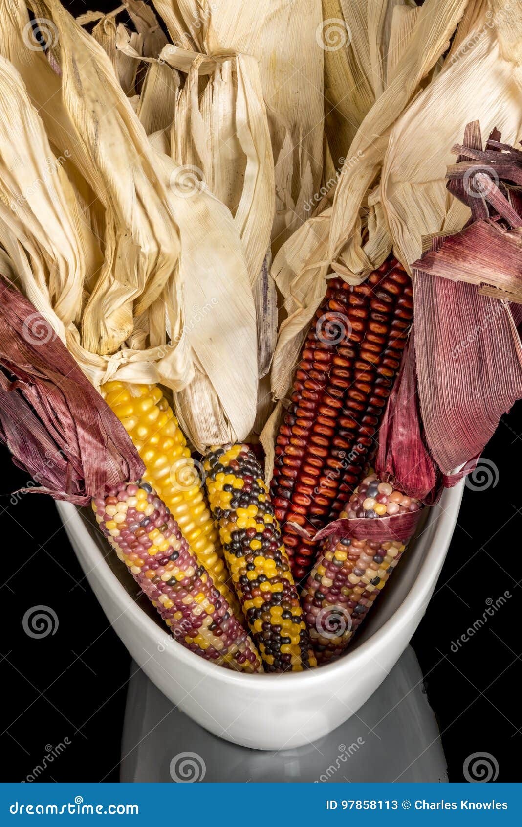 Indian Corn on Display in a White Dish Stock Image - Image of iconic ...