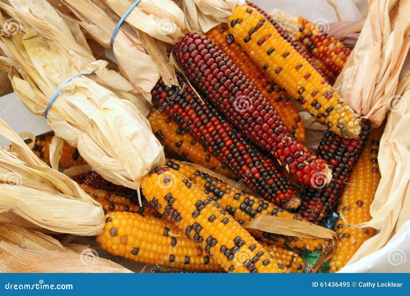 Indian corn stock image. Image of indian, fall, harvest - 61436495