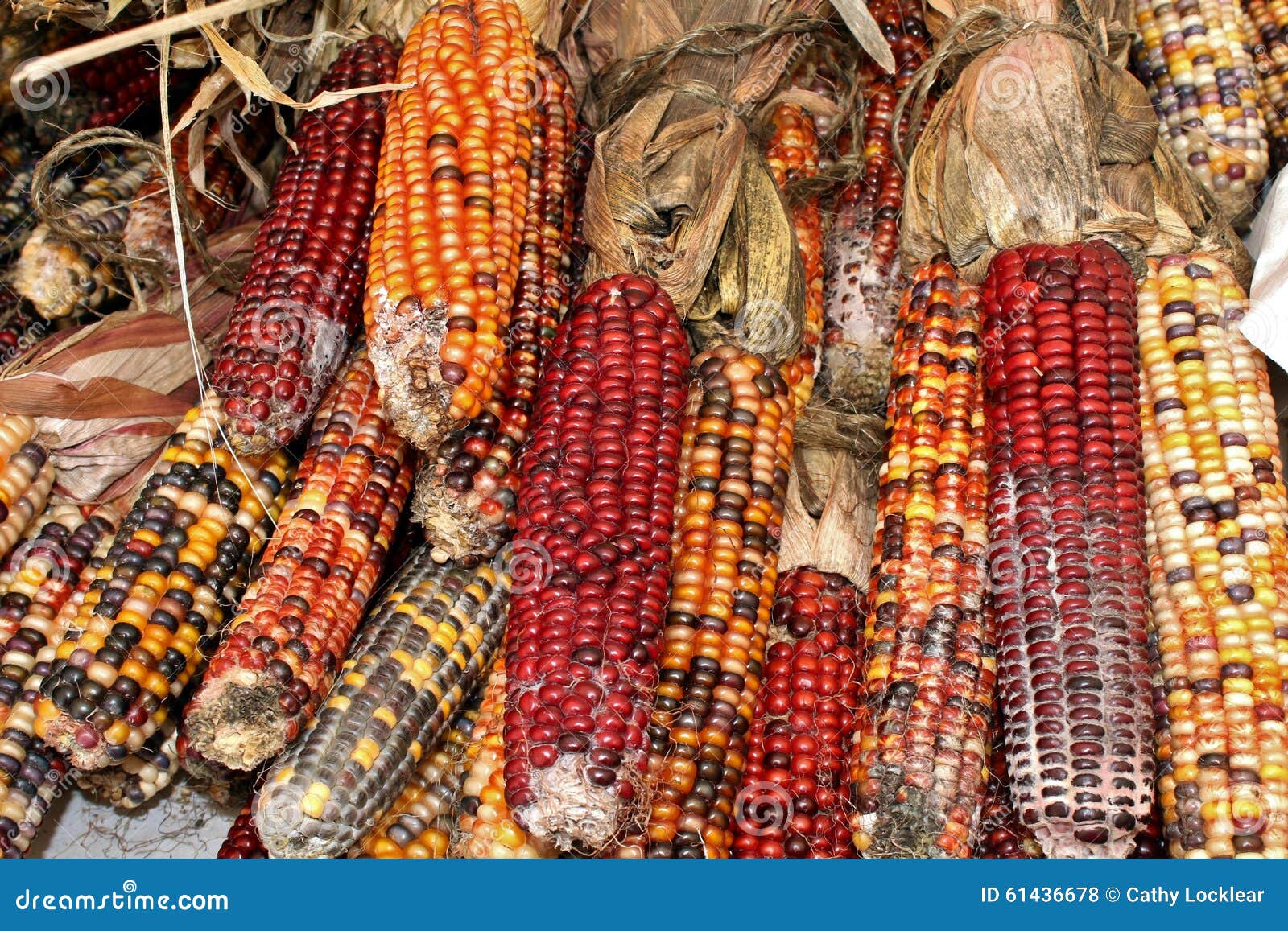Indian corn stock photo. Image of maze, harvest, thanksgiving - 61436678