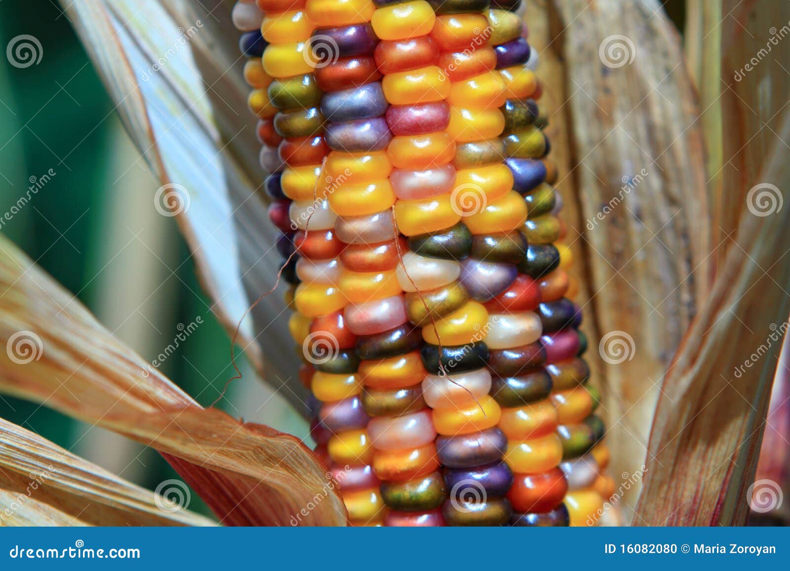 Indian corn ear stock photo. Image of agriculture, outdoors - 16082080