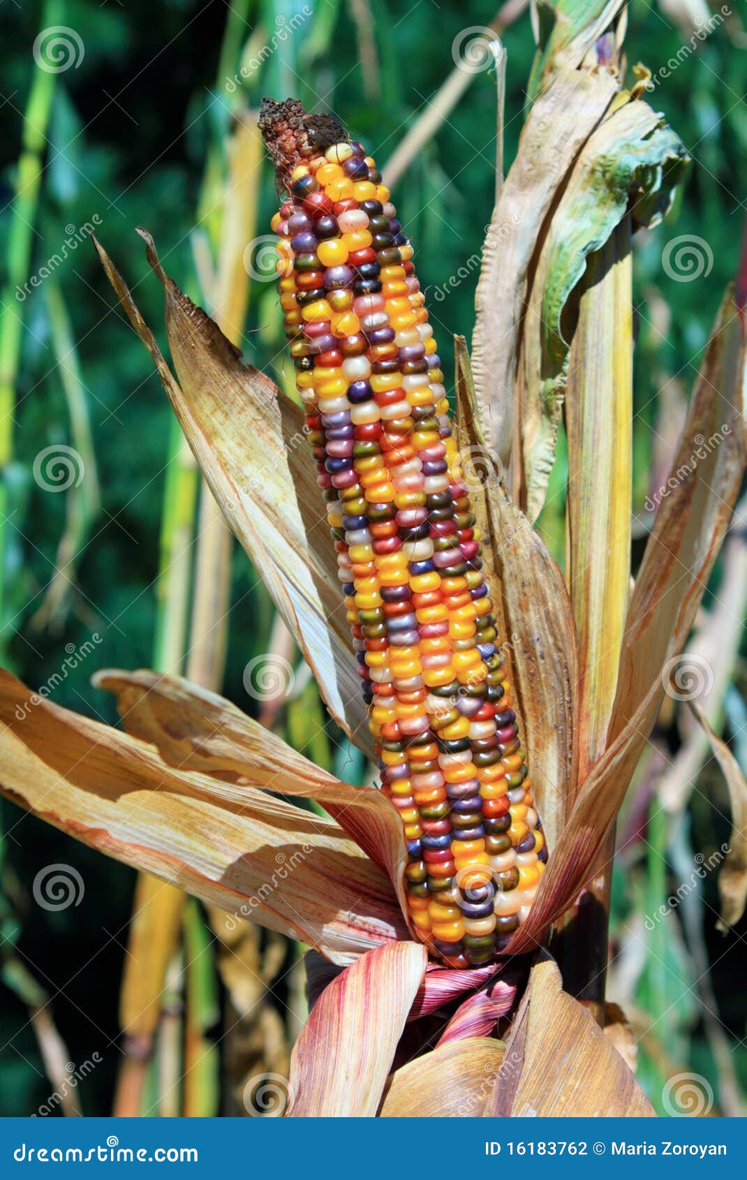 Ear Of Indian Corn