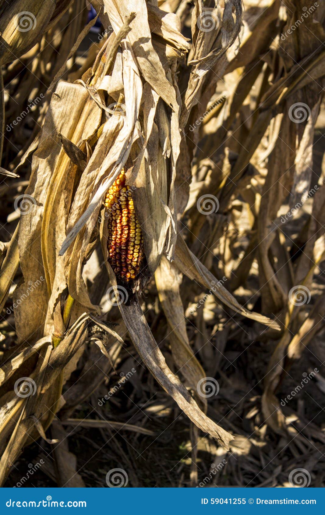 Indian Corn stock image. Image of indian, farming, harvest - 59041255