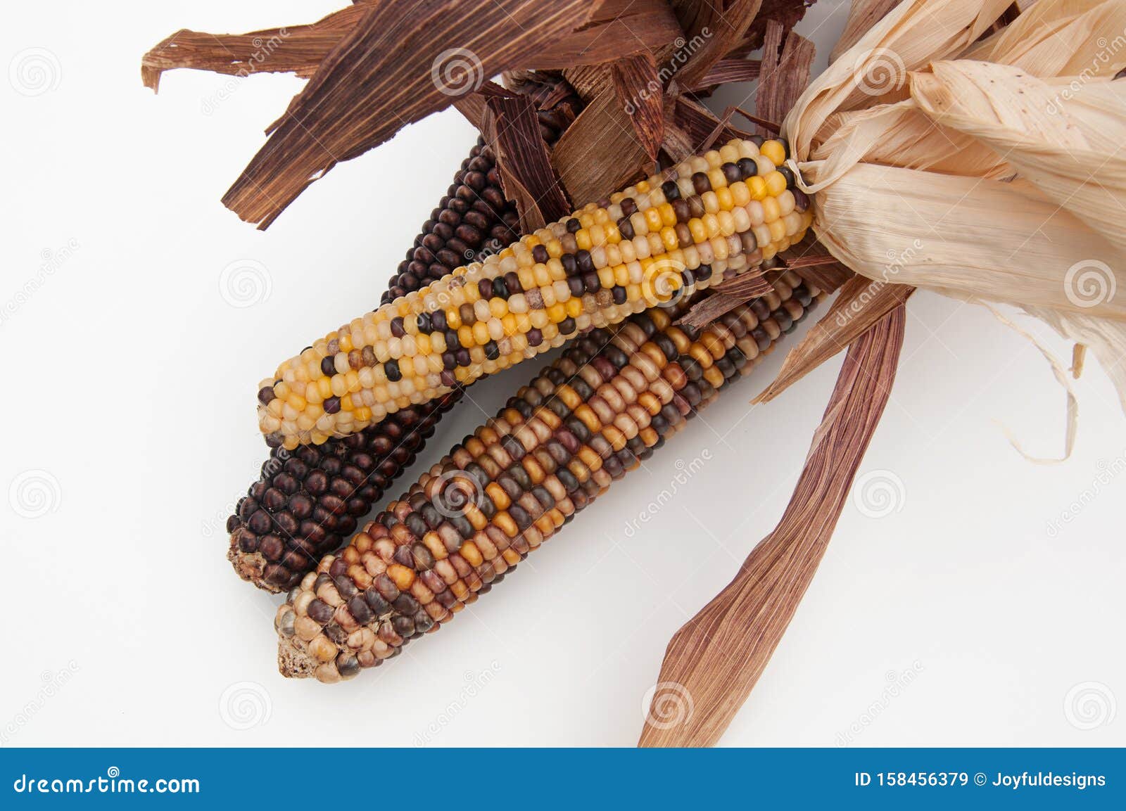 Indian Corn Fall Decor Isolated Stock Image - Image of autumn, isolated ...
