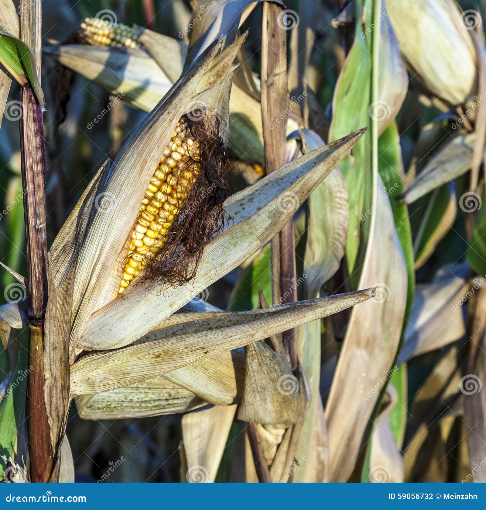 Indian corn at the field stock photo. Image of industry - 59056732