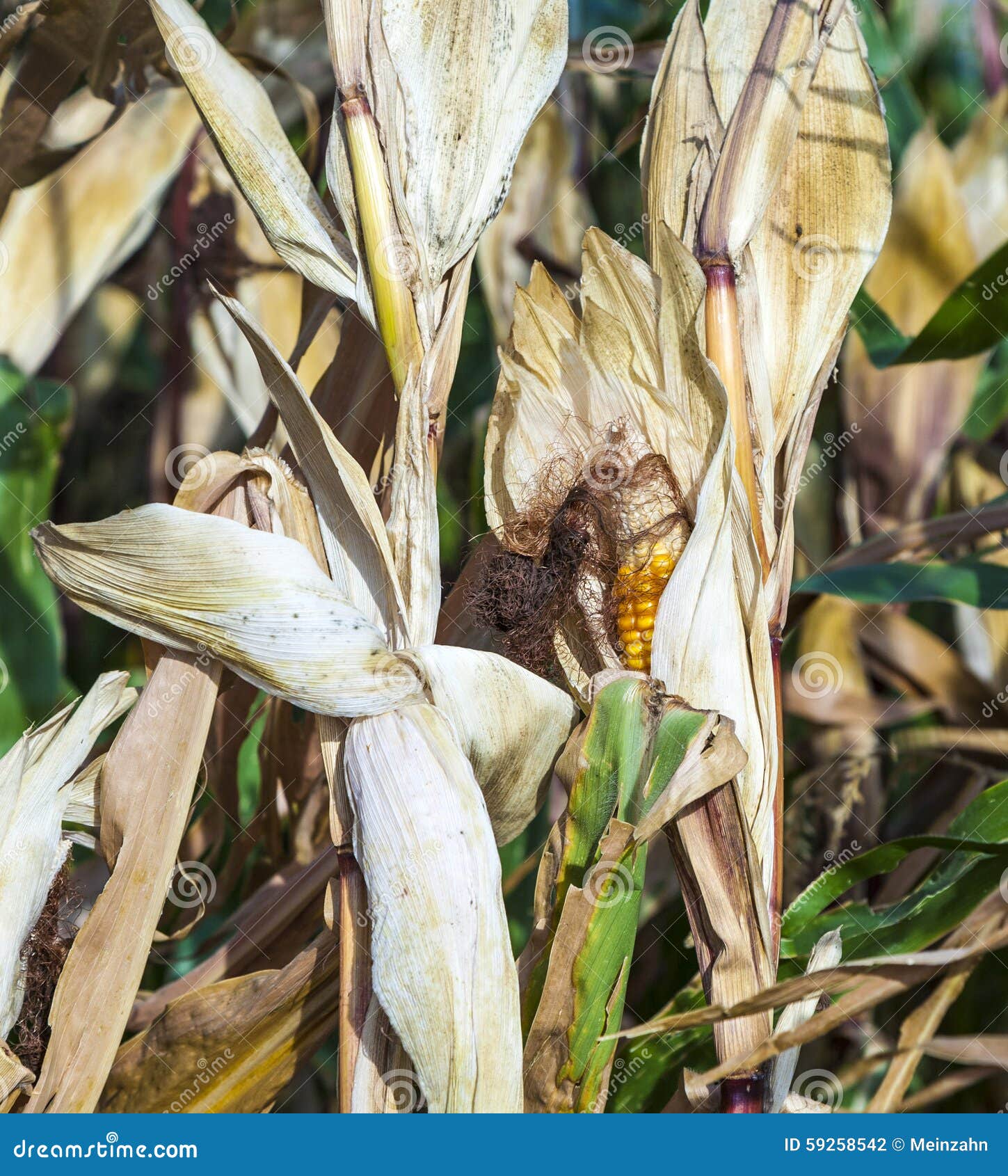 Indian corn field stock photo. Image of agriculture, detail - 59258542