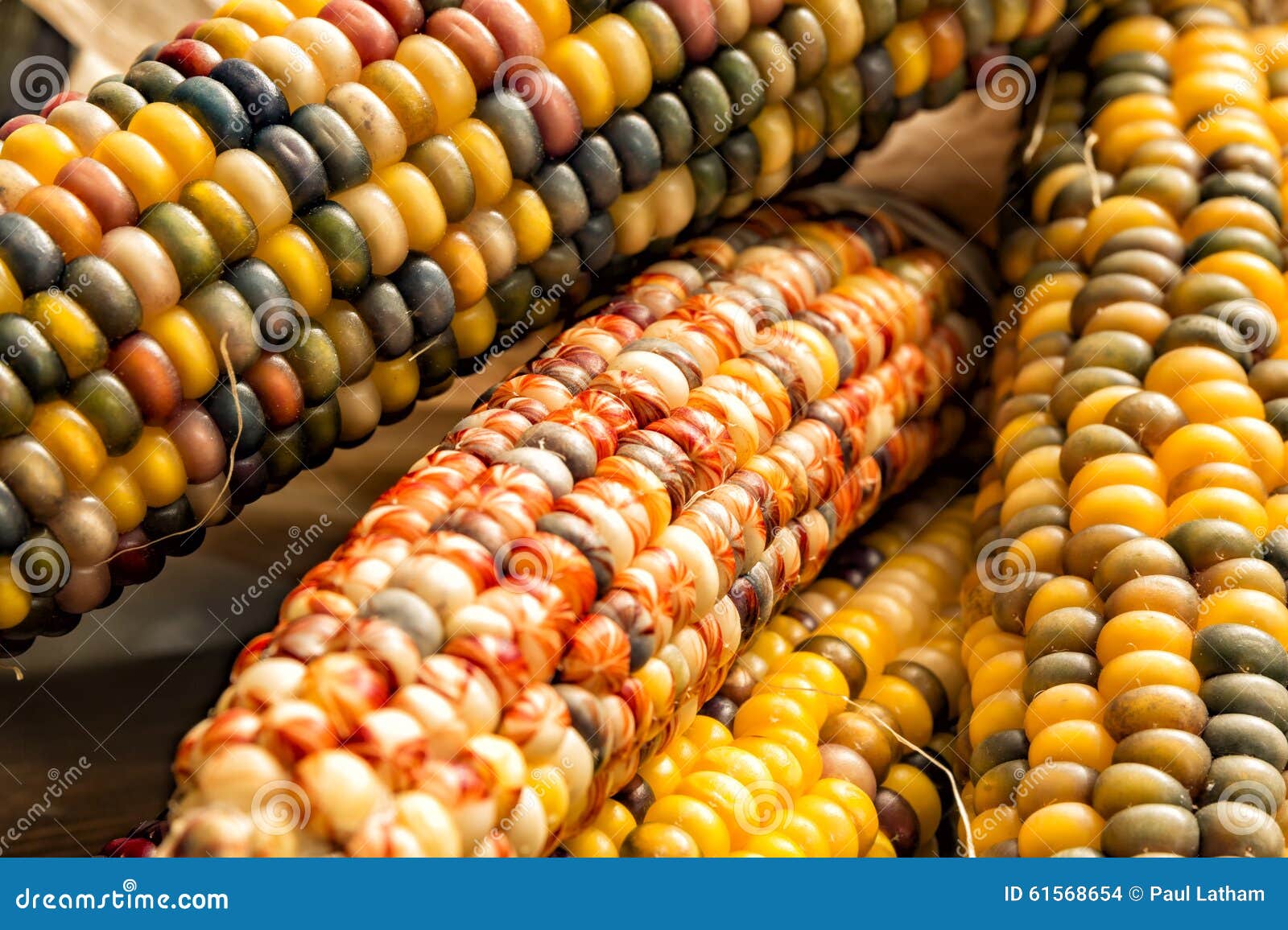Indian Corn or Flint Corn Close Up Stock Photo - Image of grain ...