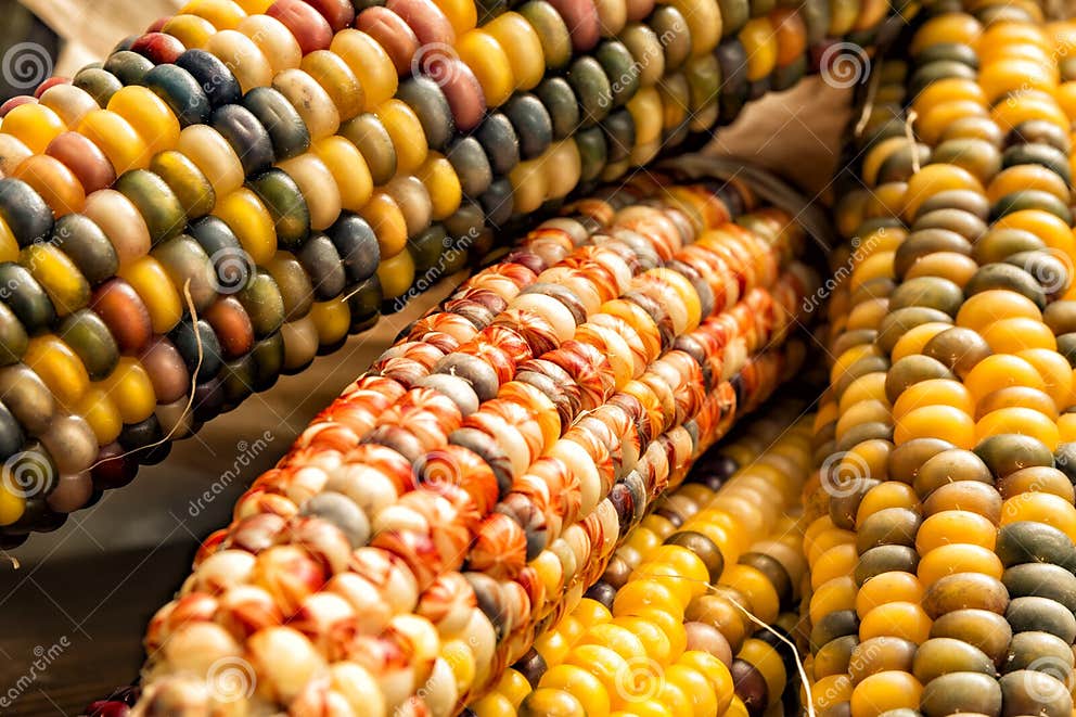 Indian Corn or Flint Corn Close Up Stock Photo - Image of grain ...