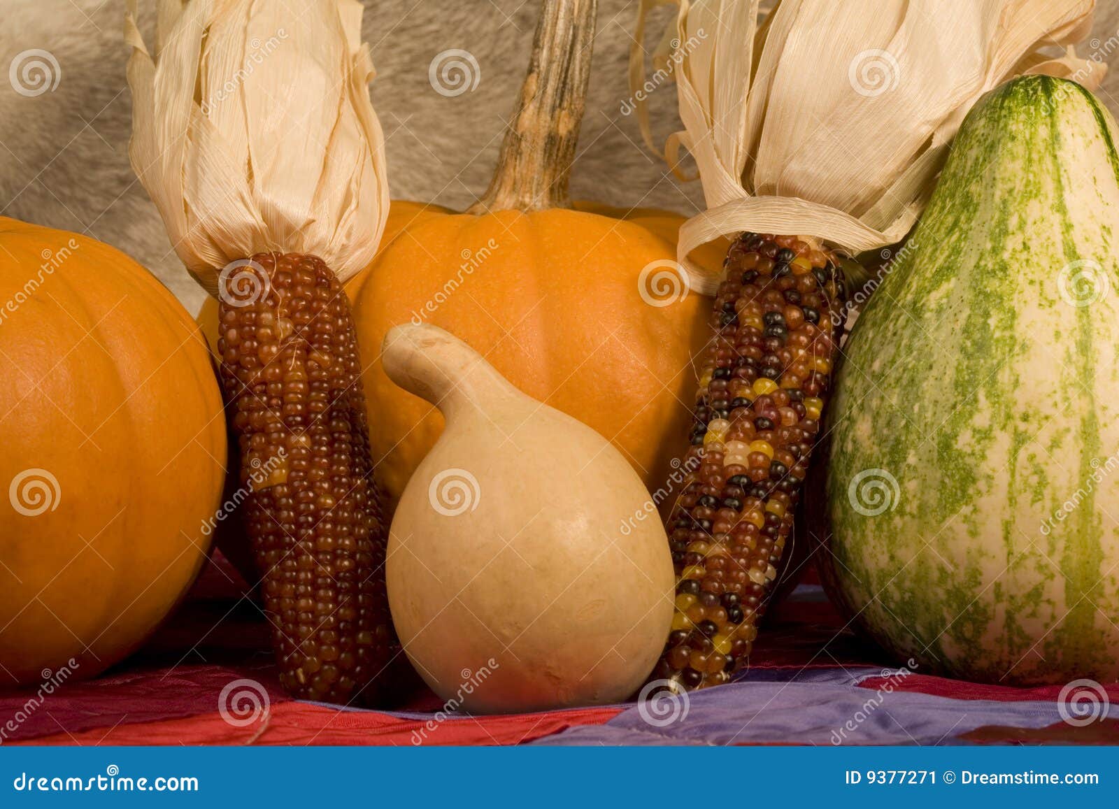 Indian Corn with Gourd Rattle Stock Image - Image of native, vegetables ...