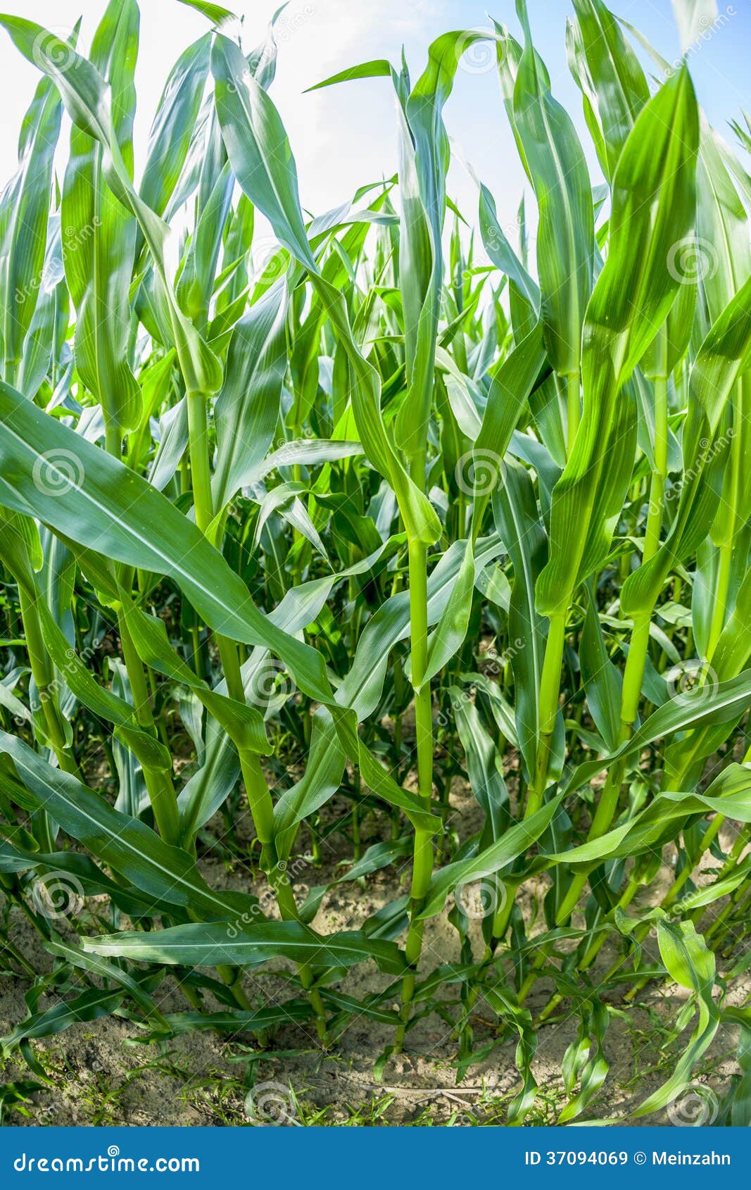 Indian Corn Grows at the Field Stock Image - Image of beauty, jungle ...