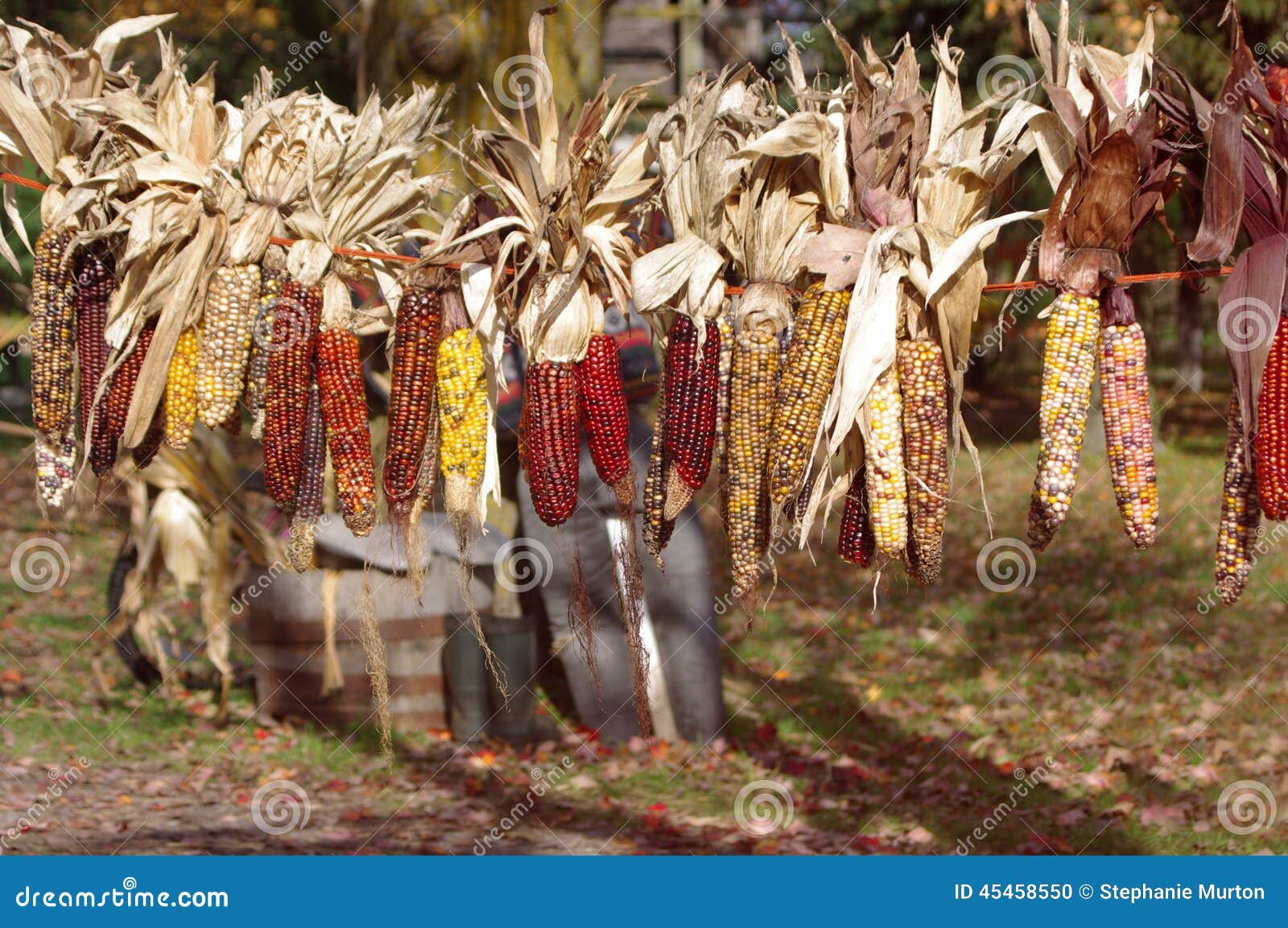 Indian Corn Hanging Line Stock Photos - Free & Royalty-Free Stock ...