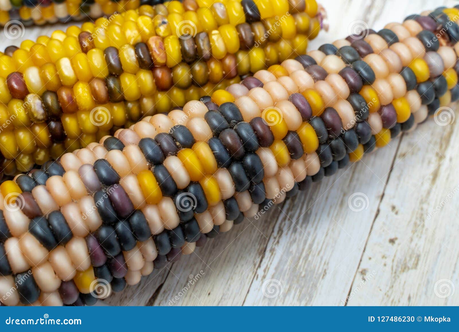 Indian Corn Husks and Kernals. Colorful Vegetable, Macro Close Up of ...