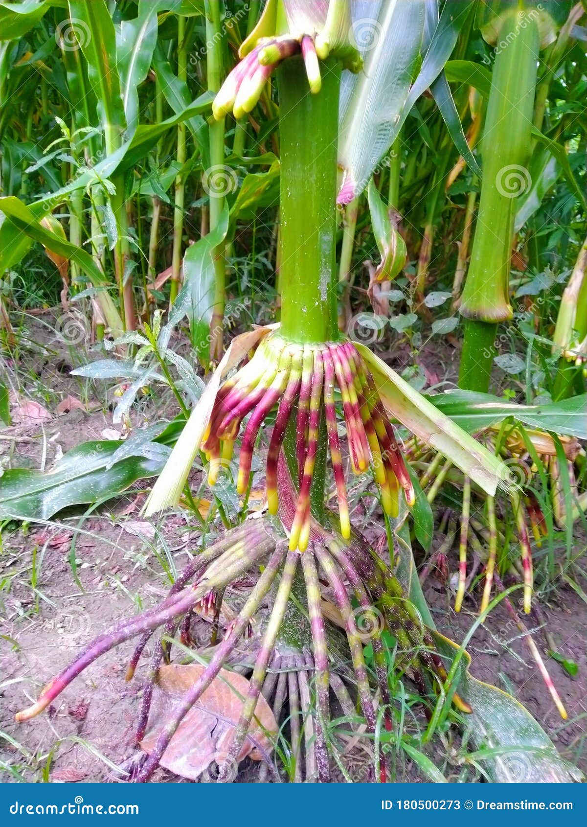 This is a indian corn stock image. Image of good, indian - 180500273