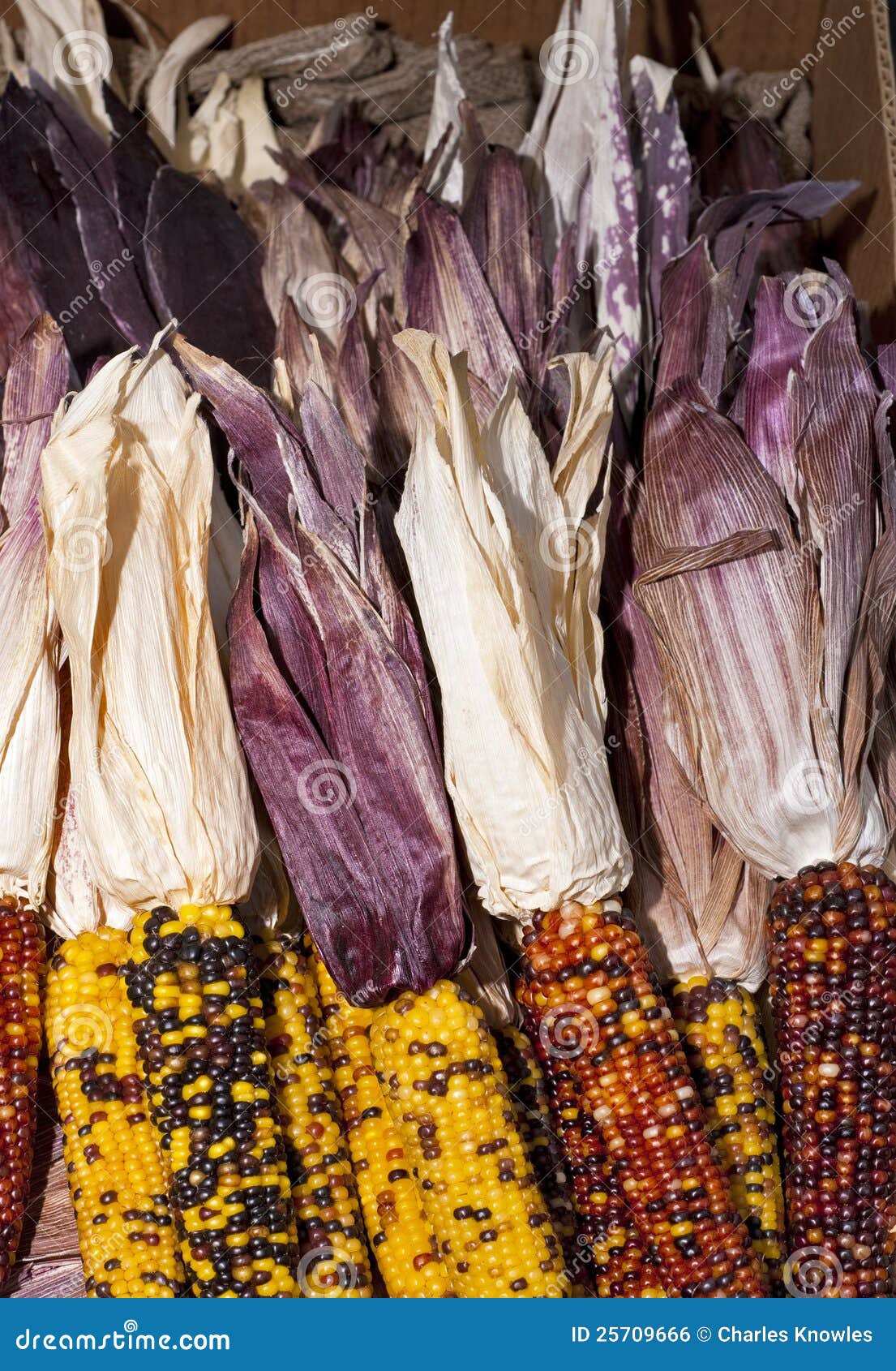 Indian Corn Laying Stack Stock Photos - Free & Royalty-Free Stock ...
