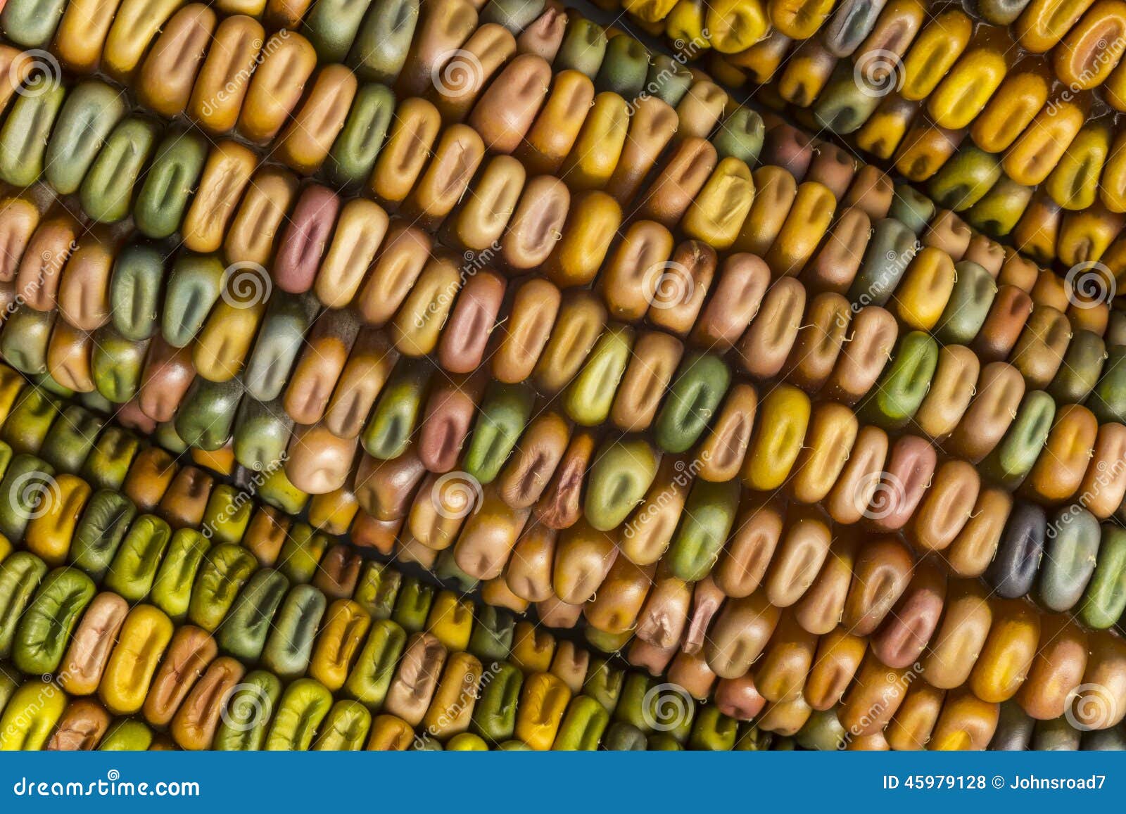 Indian Corn Macro stock photo. Image of kernels, gold - 45979128