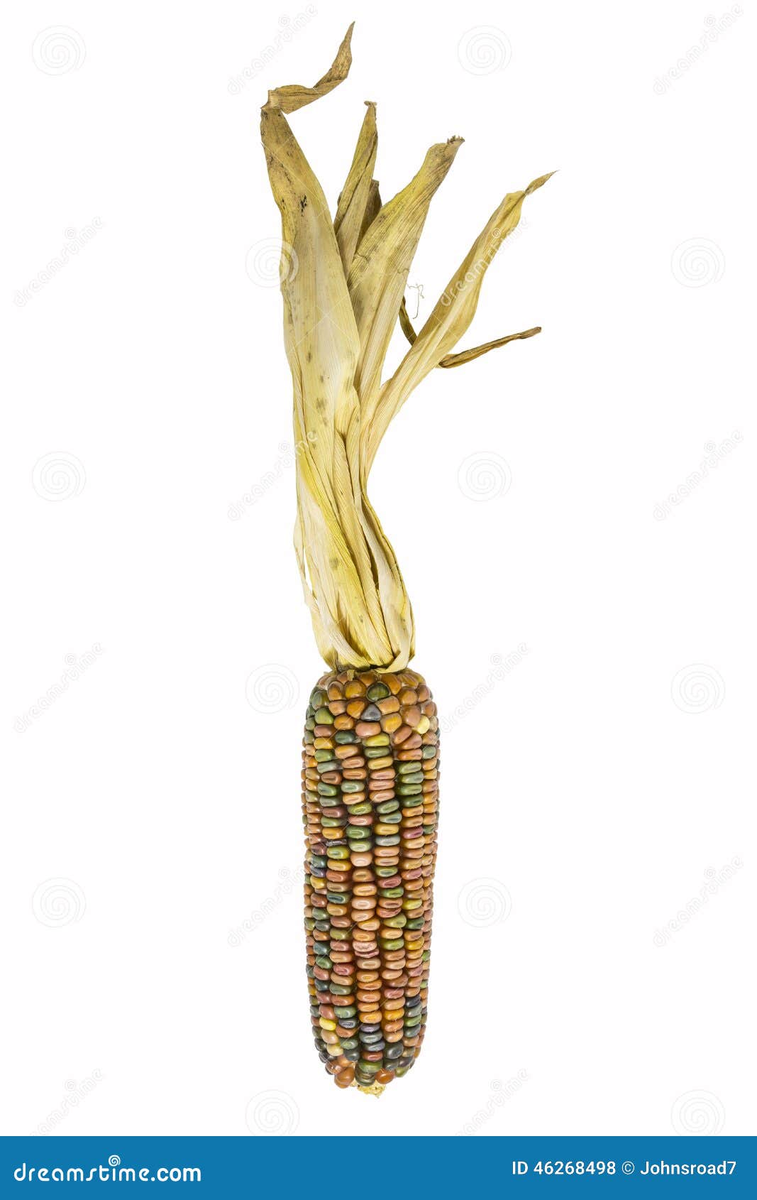 Indian Corn stock photo. Image of harvest, holiday, agriculture - 46268498