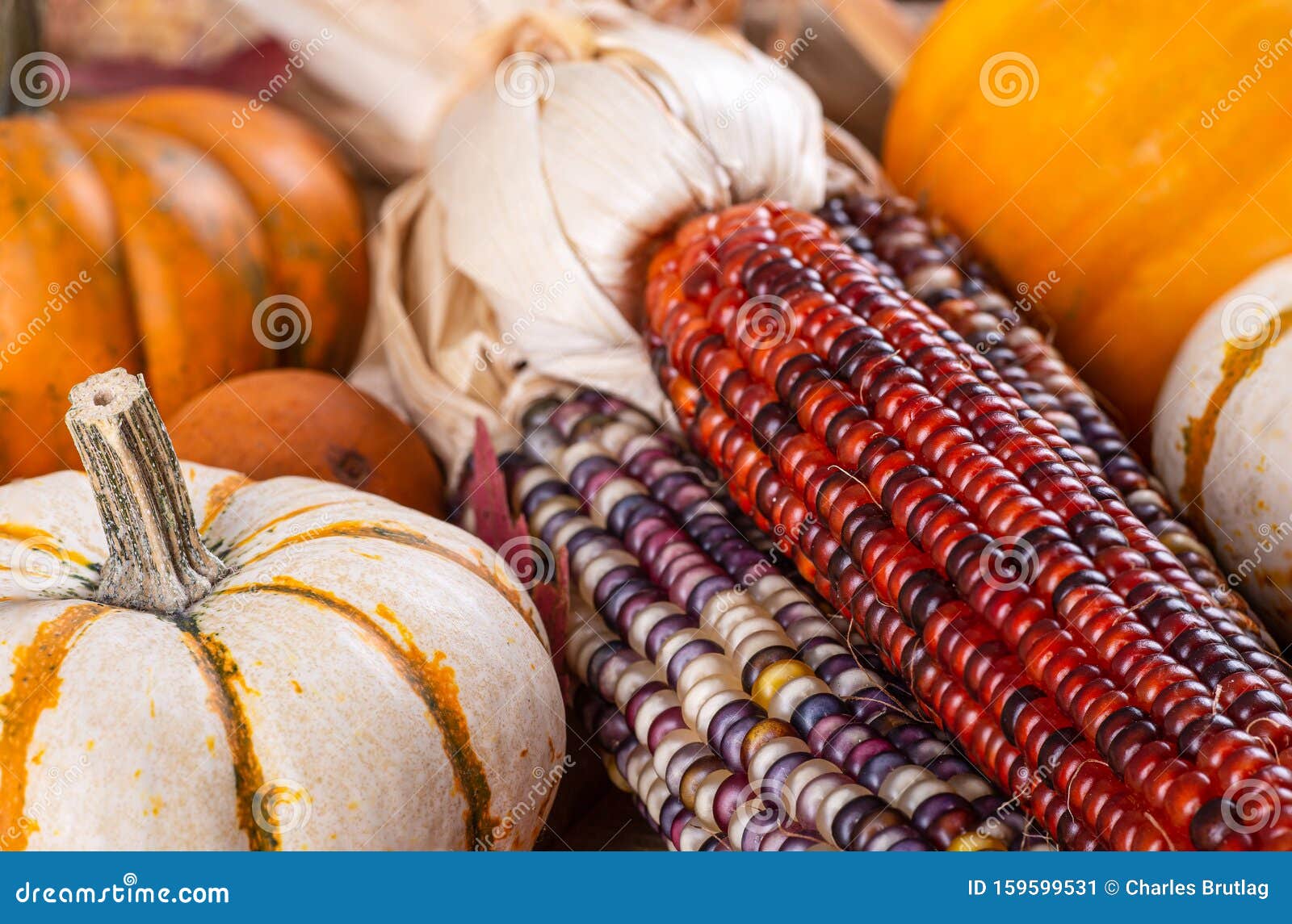 Indian Corn and Mini Pumpkin Stock Image - Image of season, fall: 159599531