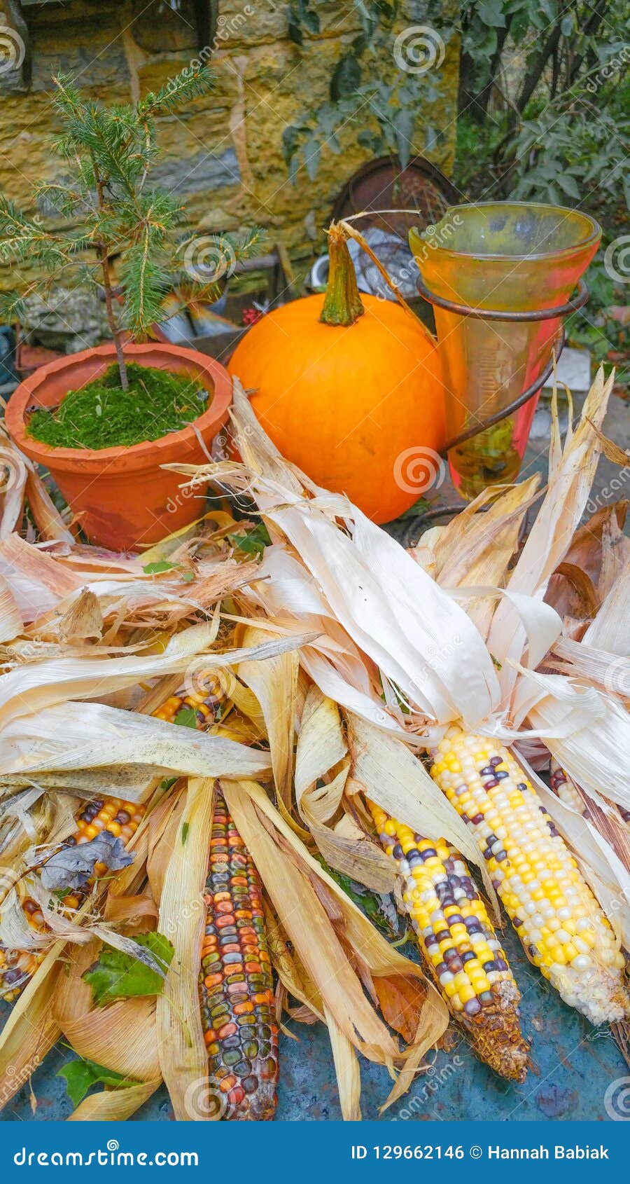 Indian Corn and Pumpkin Display Stock Photo - Image of pumpkin, rustic ...
