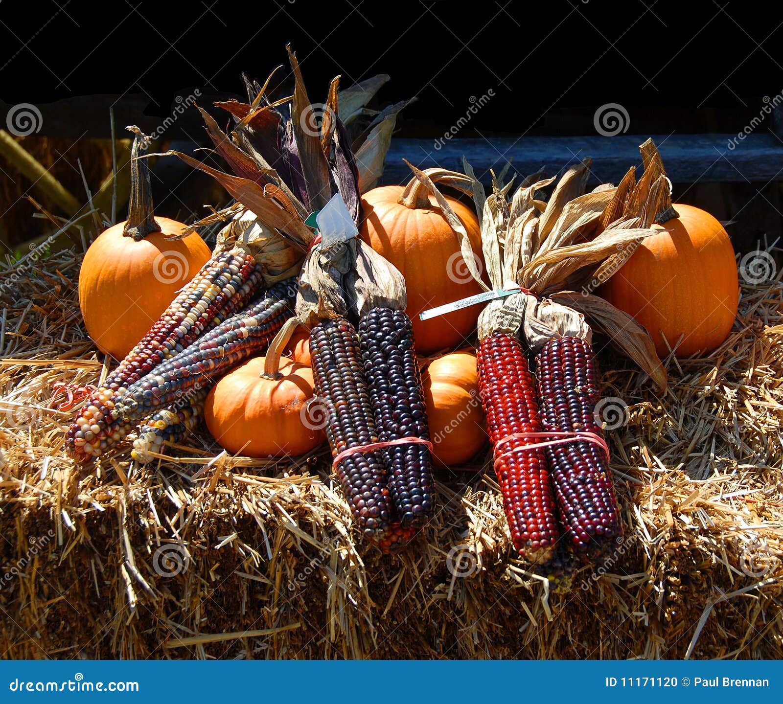 Indian corn and pumpkins stock photo. Image of holiday - 11171120