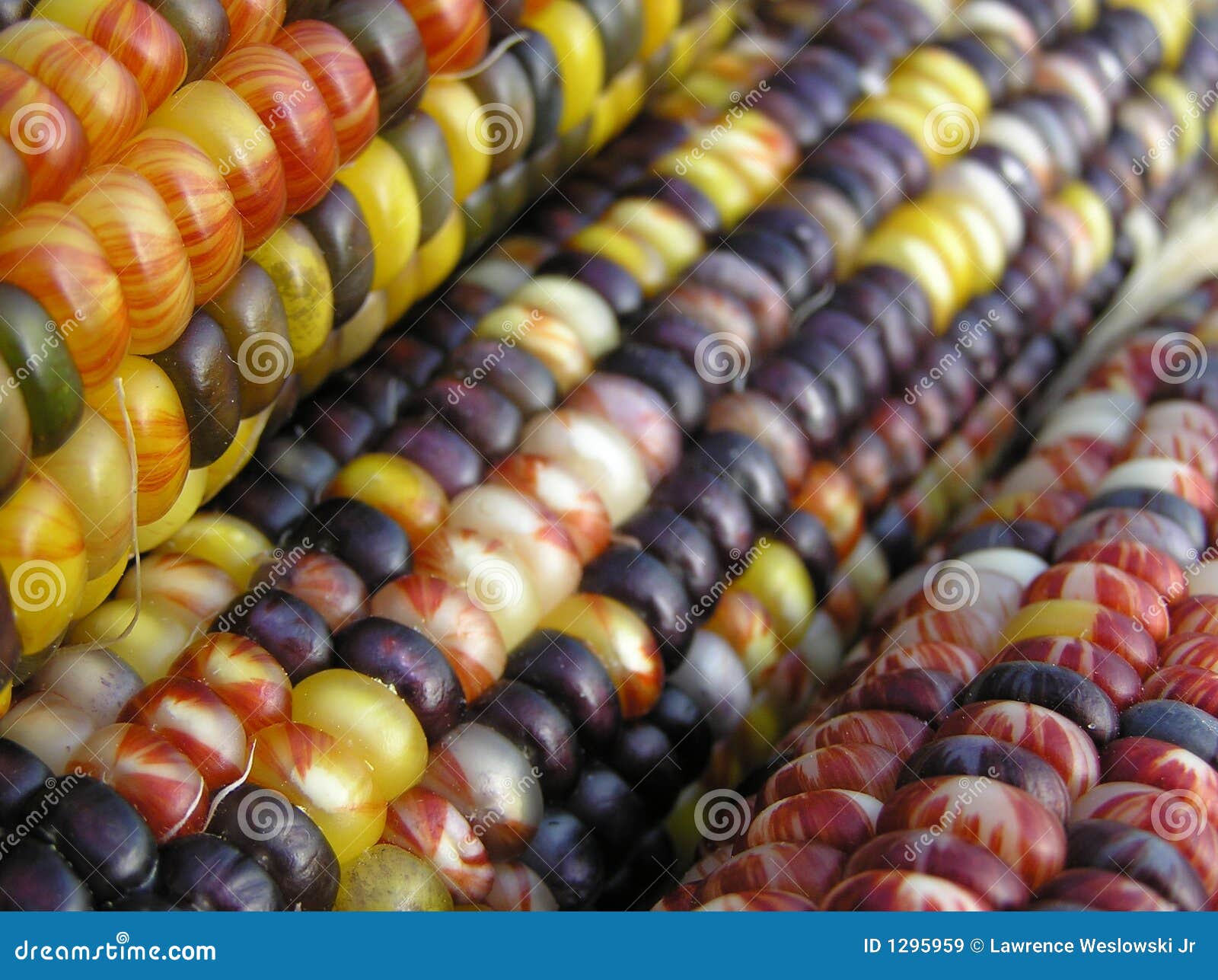 Indian Corn Row Picture. Image: 1295959