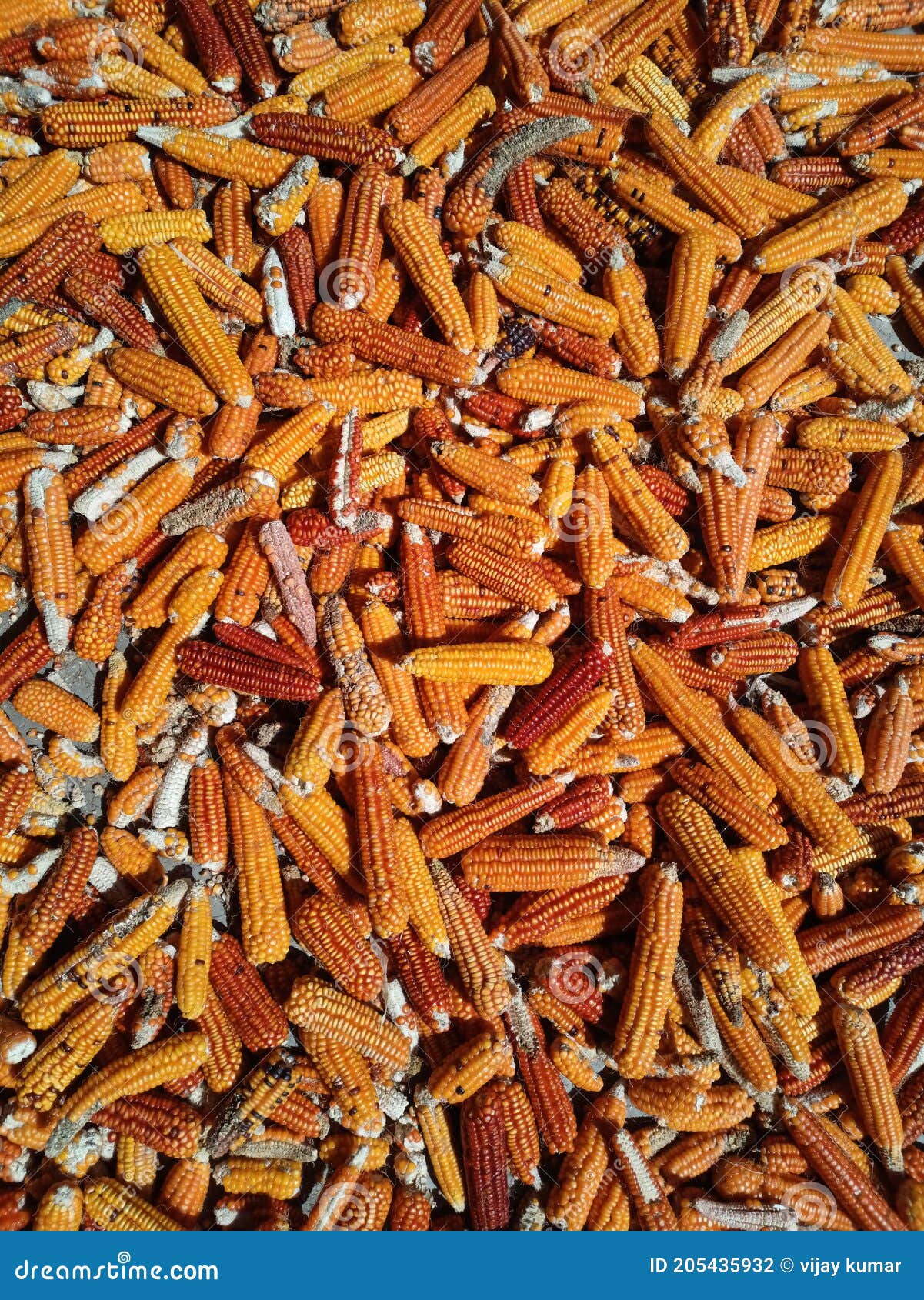 Indian Corn Seeds, Maize Seeds Dry Crop in Sunny Day Stock Photo ...