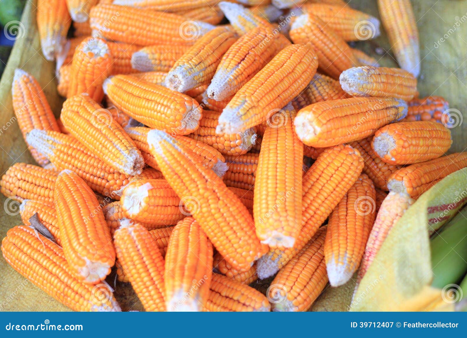 Indian corn shop stock image. Image of farming, natural - 39712407