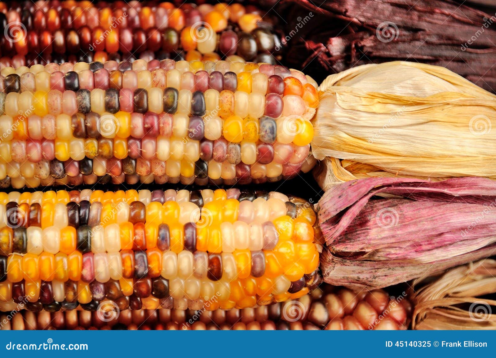 Indian Corn stock image. Image of decoration, harvest - 45140325