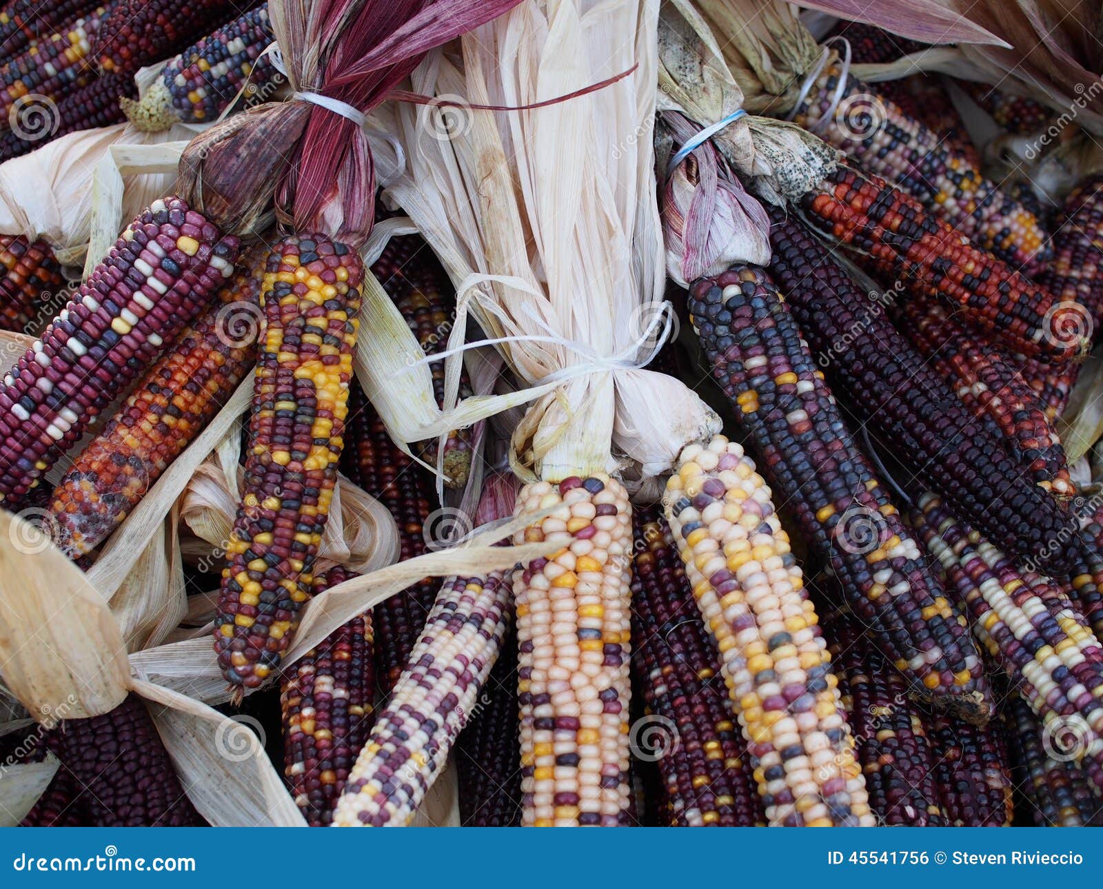 Indian Corn stock photo. Image of pumpkin, halloween - 45541756