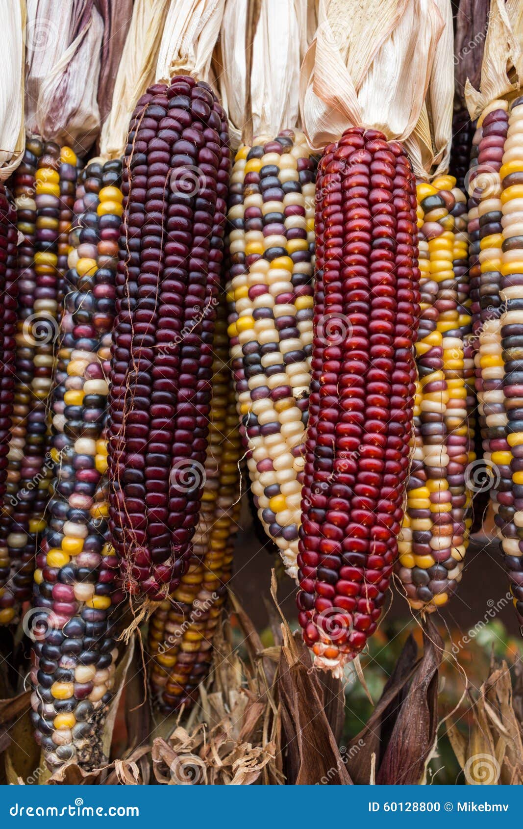 Indian corn stock photo. Image of plant, variegated, maize - 60128800