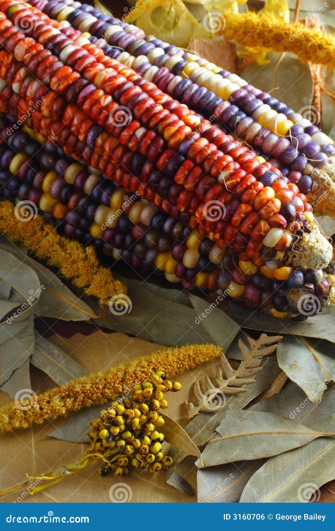 Indian Corn (vertical) stock photo. Image of vegetable - 3160706