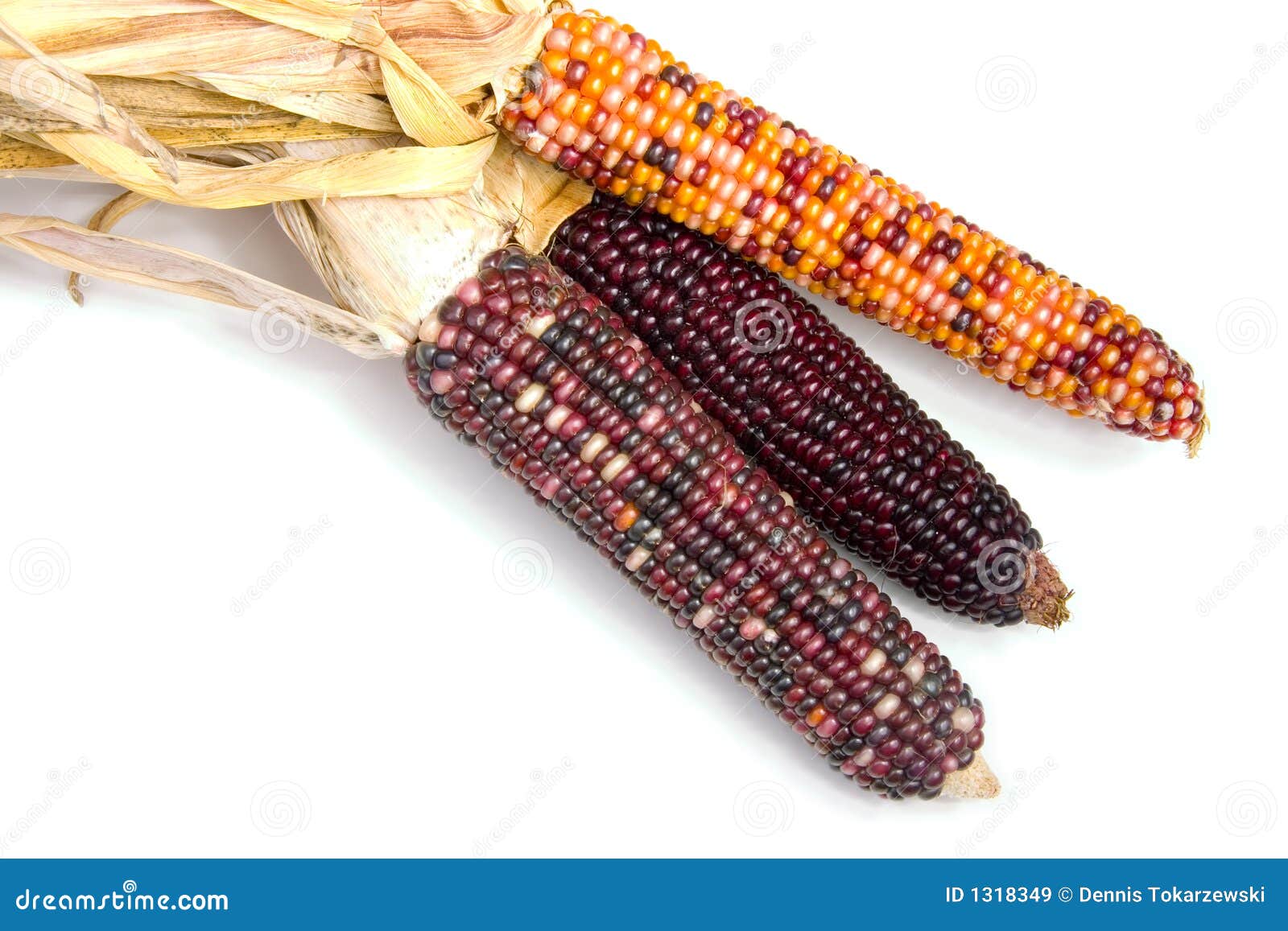 Indian Corn1 stock image. Image of mature, color, maize - 1318349