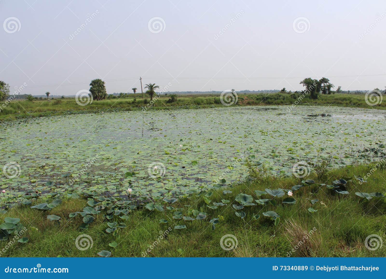 Indian countryside stock image. Image of greenery, landscape - 73340889
