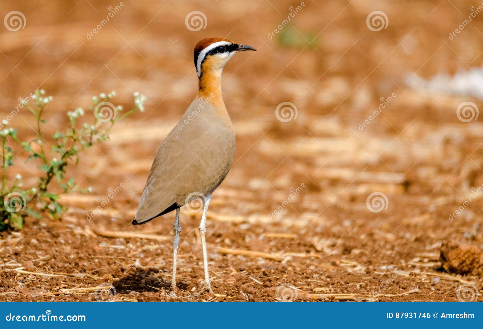 Indian courser bird stock photo. Image of plains, stony - 87931746