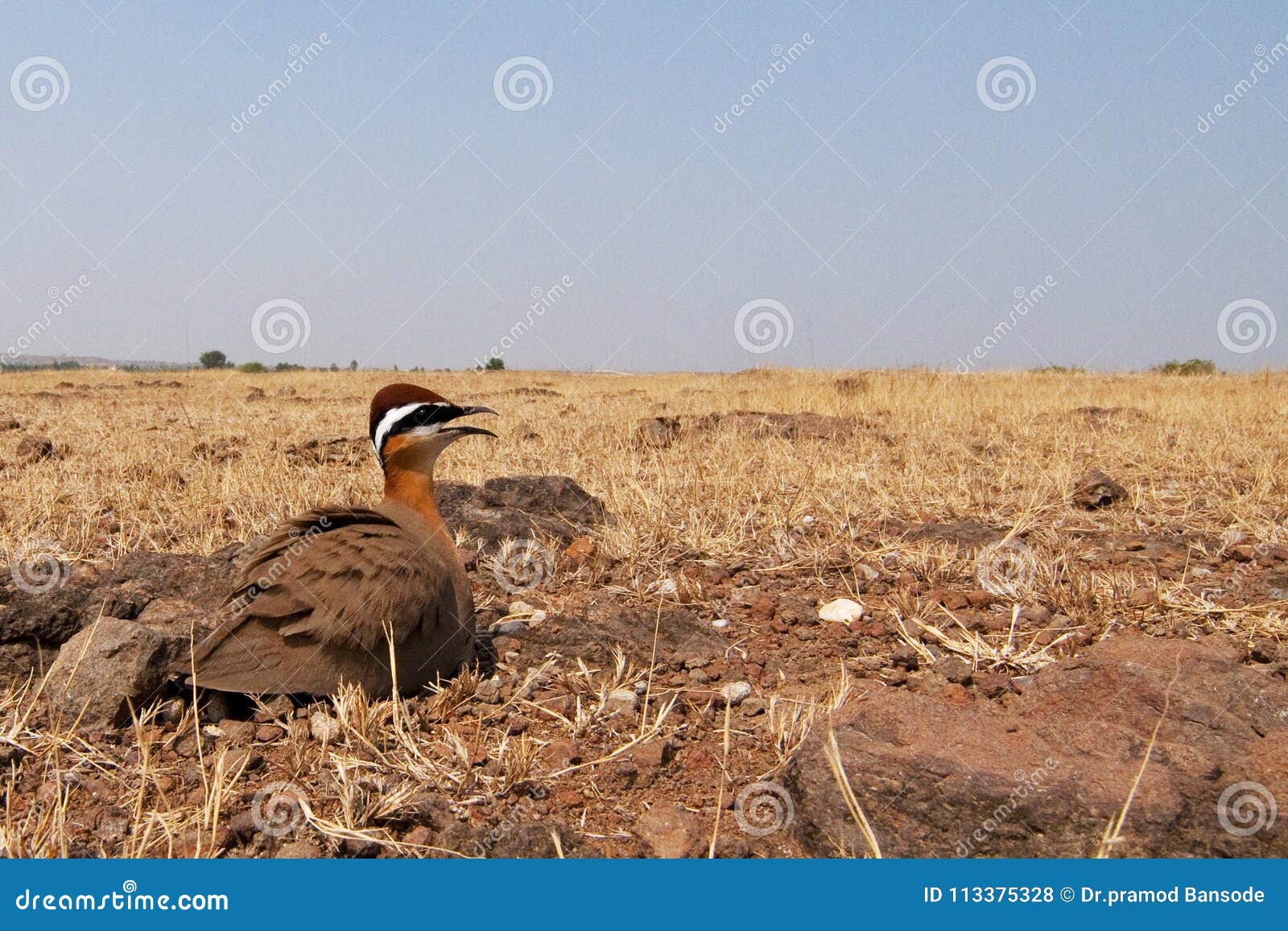 Indian Courser Juvenile, Cursorius Coromandelicus, Pune, Maharashtra ...