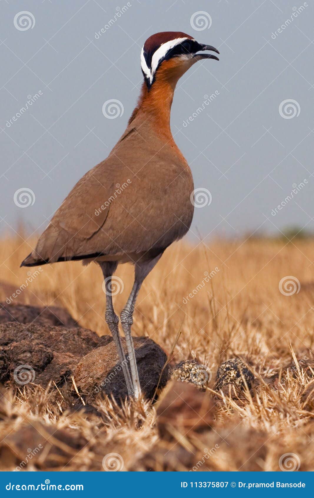 Indian Courser Juvenile, Cursorius Coromandelicus, Pune, Maharashtra ...